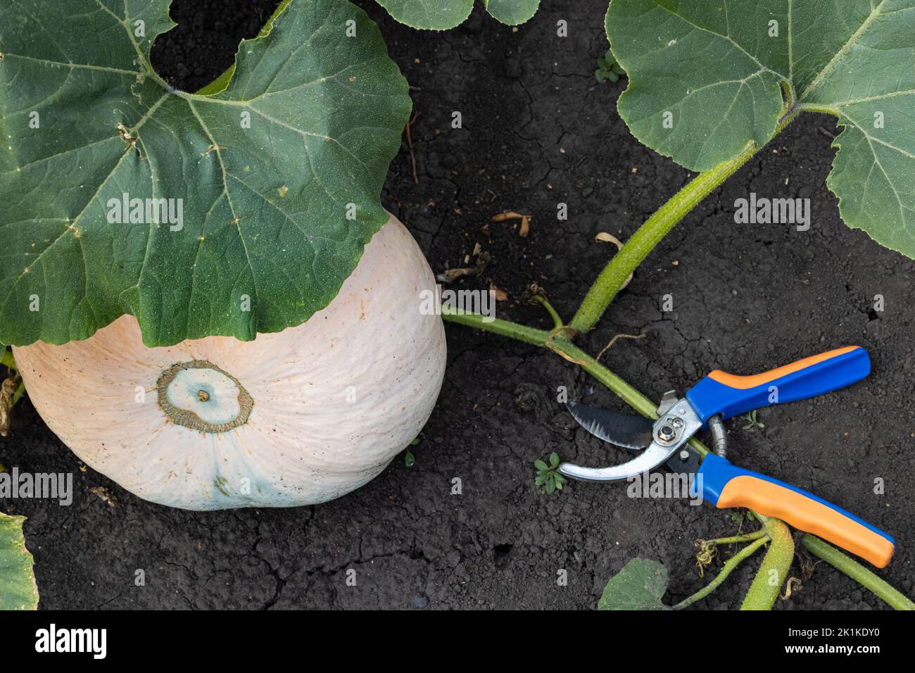 ripe pumpkin lies on the ground in the garden. High quality photo Stock ...