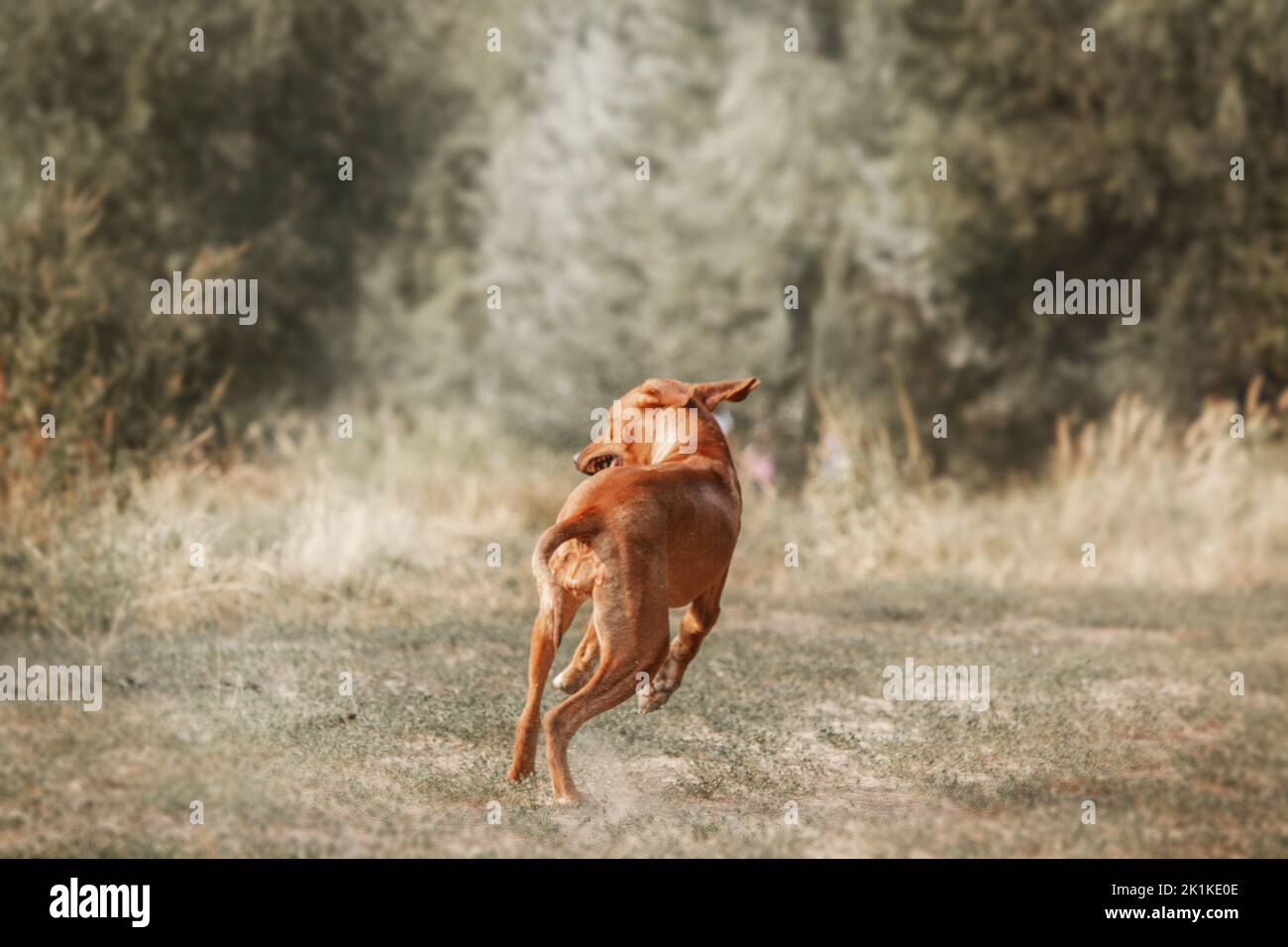 Rhodesian Ridgeback dog breed outdoor portrait Stock Photo - Alamy
