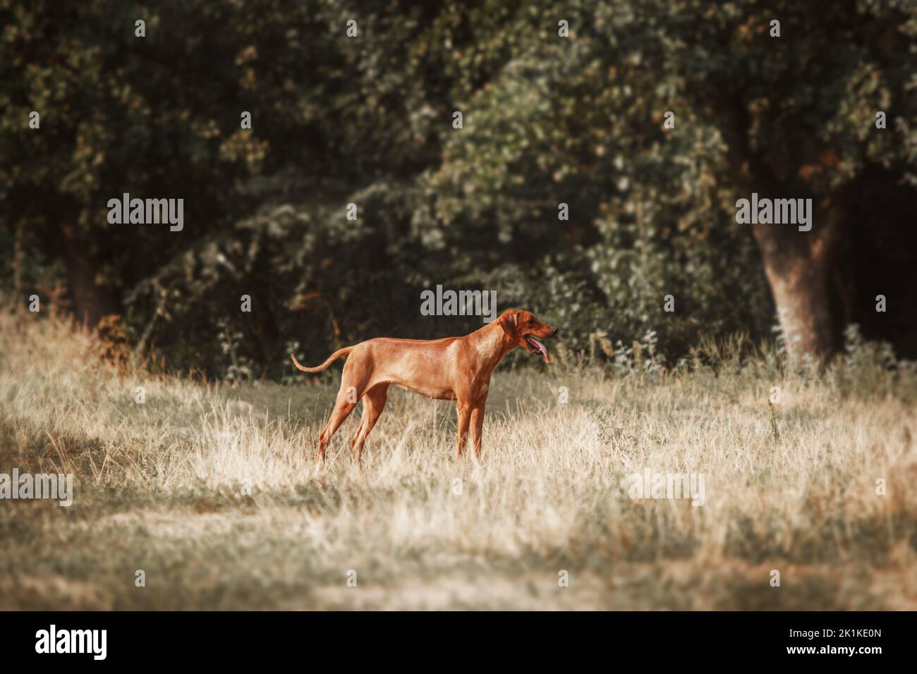 Rhodesian Ridgeback dog breed outdoor portrait Stock Photo - Alamy