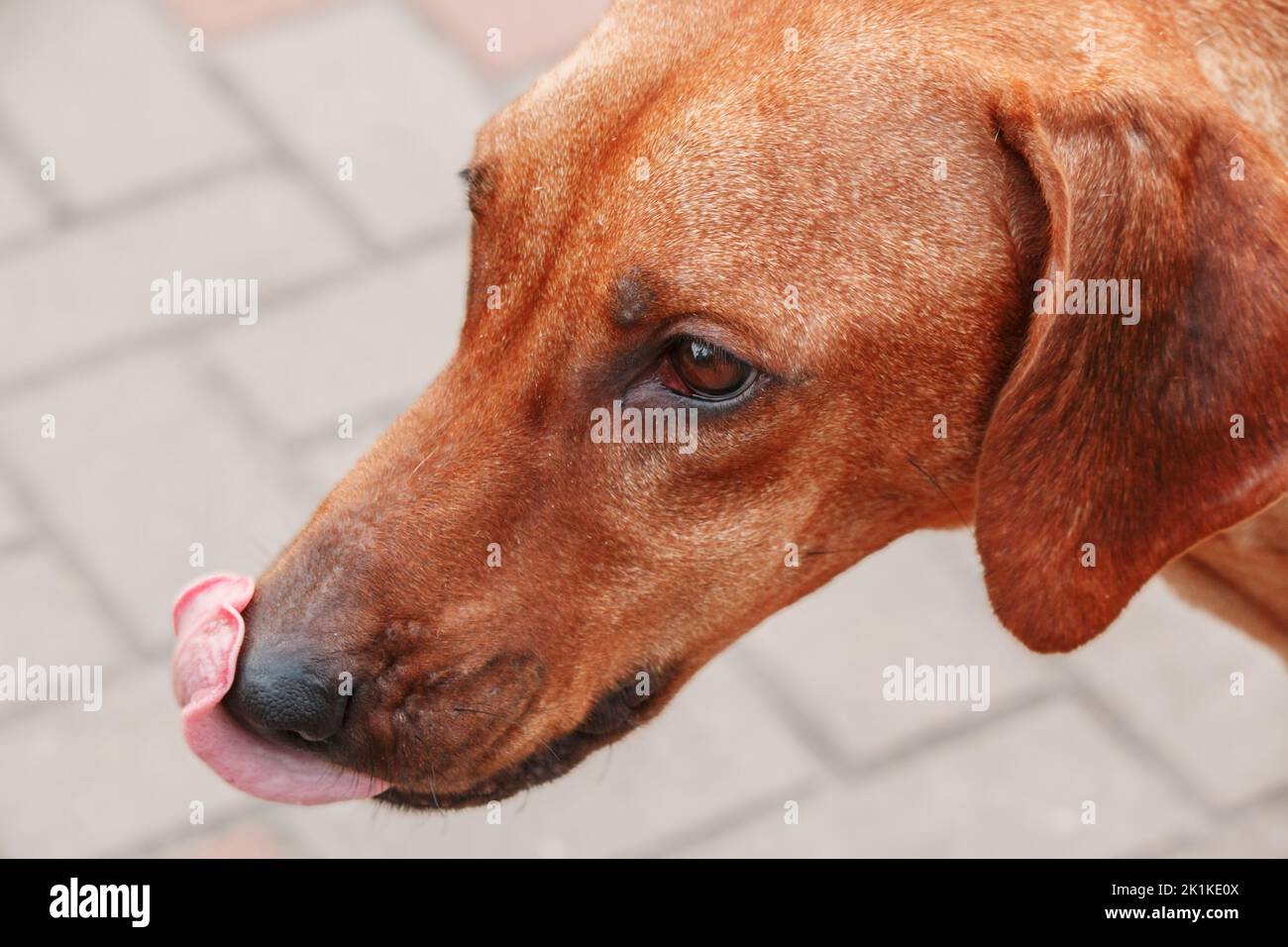 Rhodesian Ridgeback dog breed outdoor portrait Stock Photo - Alamy