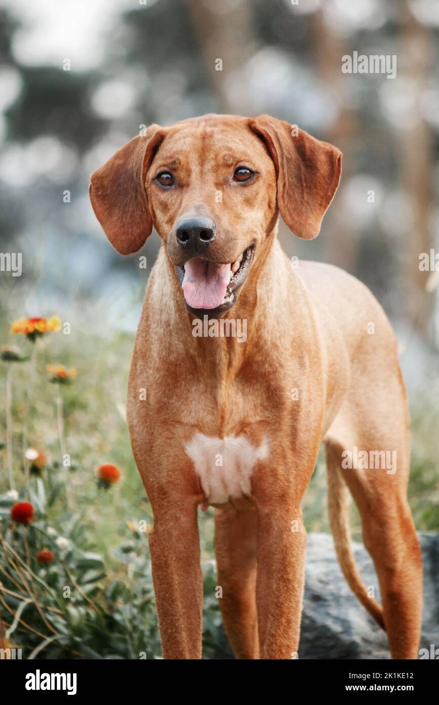 Rhodesian Ridgeback dog breed outdoor portrait Stock Photo - Alamy