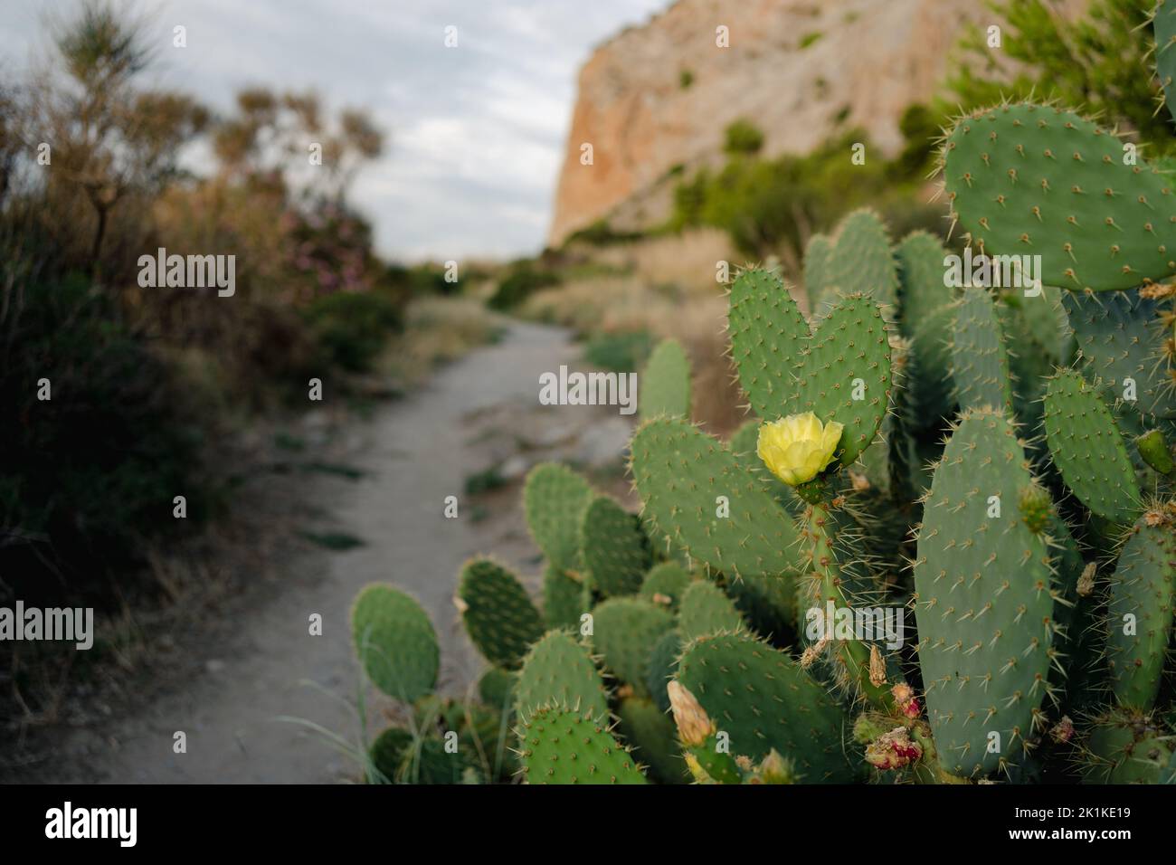 Close up view on cactus plant with flowers, Spain Stock Photo - Alamy