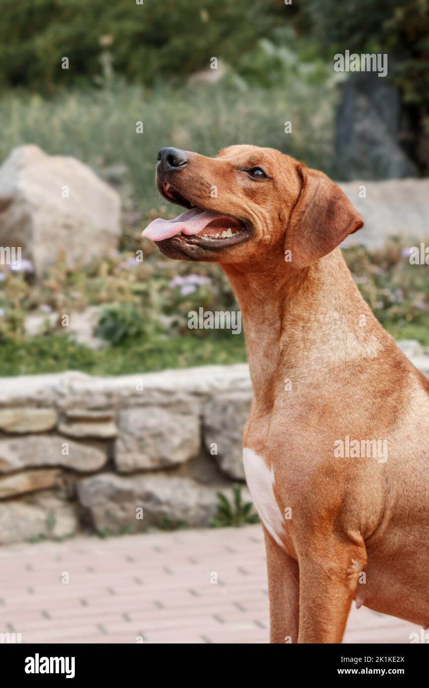 Rhodesian Ridgeback dog breed outdoor portrait Stock Photo - Alamy
