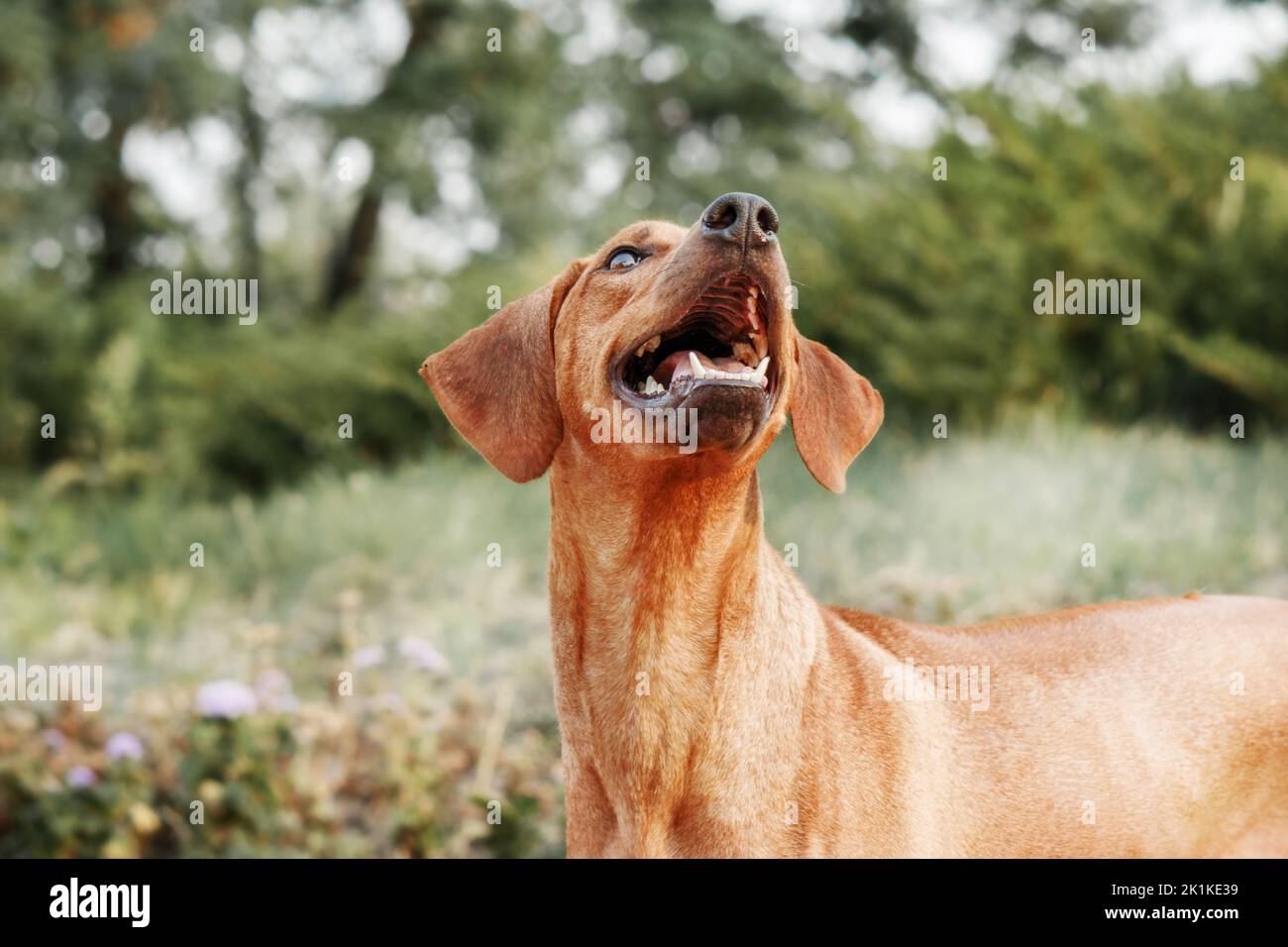 Rhodesian Ridgeback dog breed outdoor portrait Stock Photo - Alamy