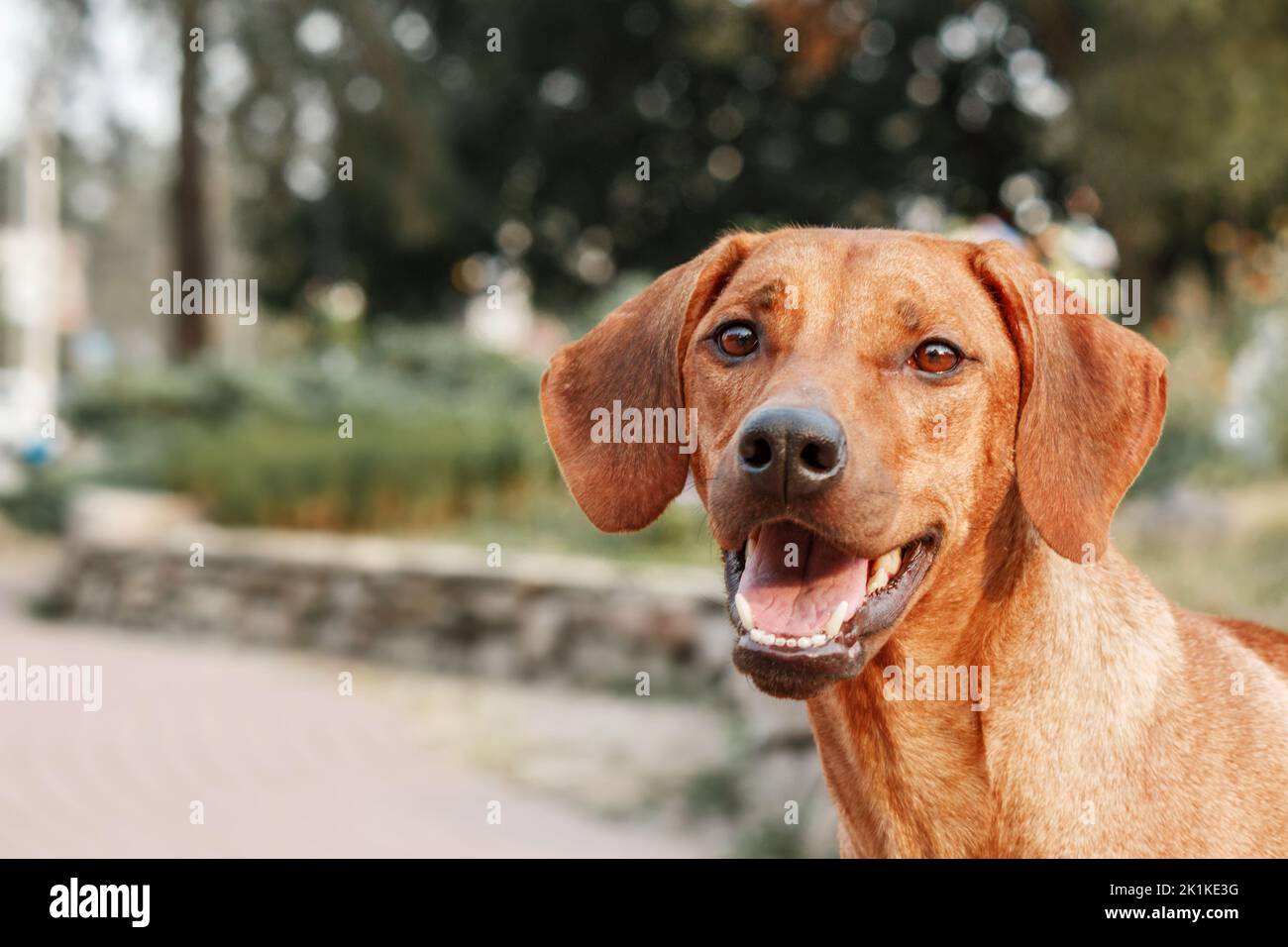 Rhodesian Ridgeback dog breed outdoor portrait Stock Photo - Alamy