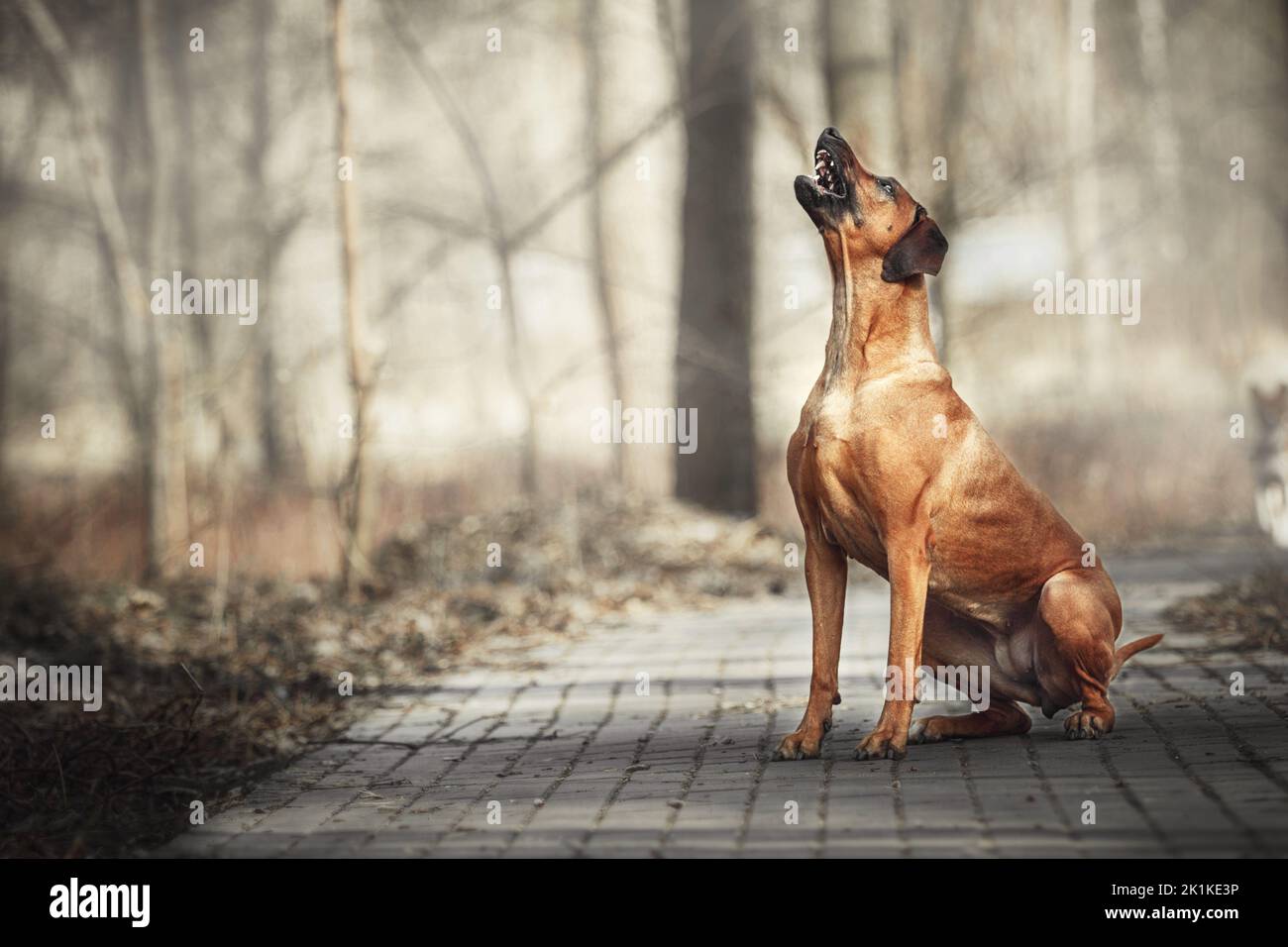 Rhodesian Ridgeback dog breed outdoor portrait Stock Photo - Alamy