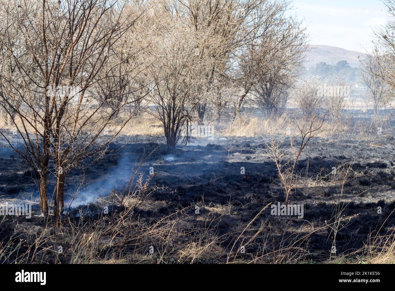 Scorched smoking earth, summer fires. A field with burnt grass and ...