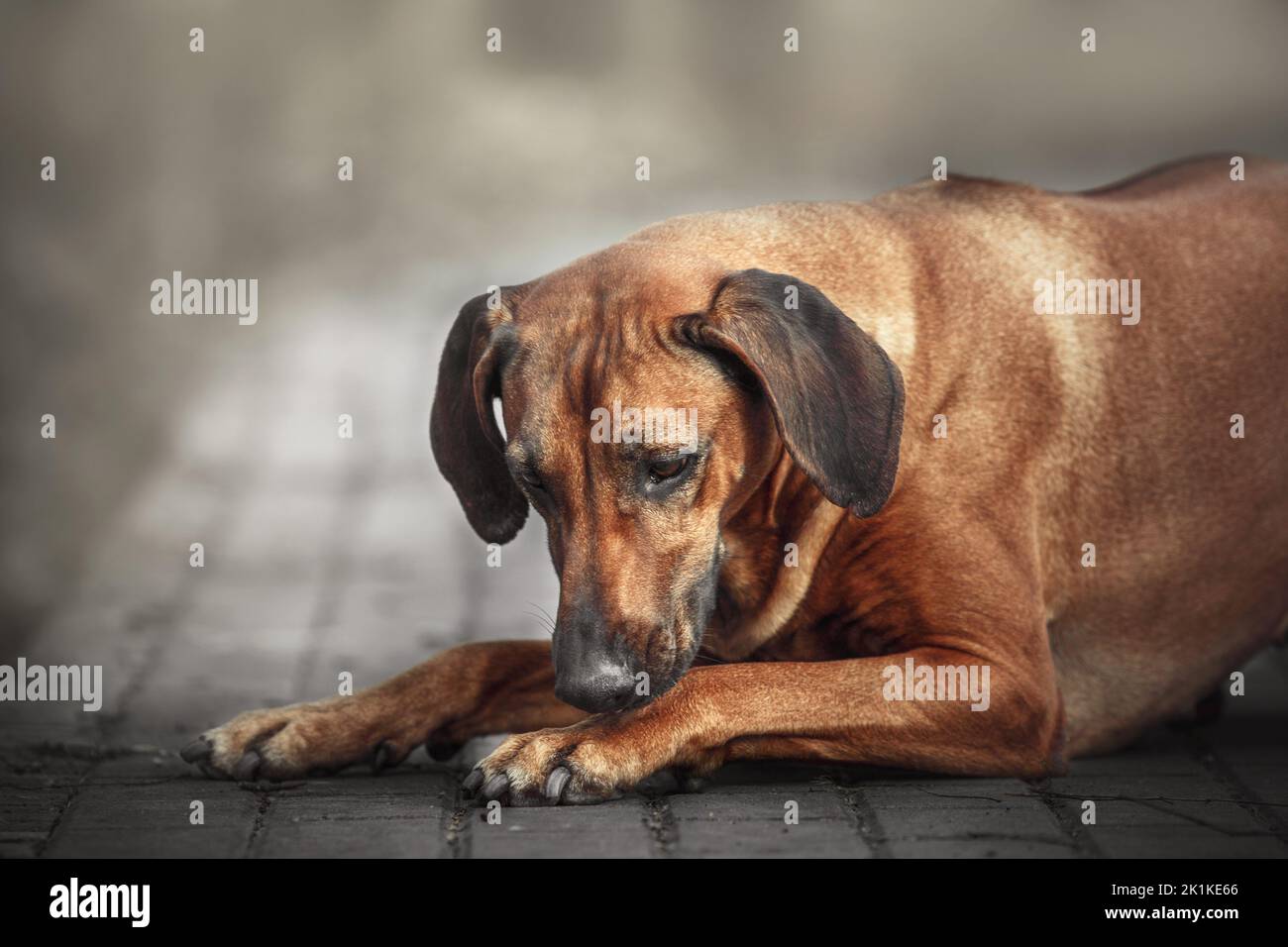 Rhodesian Ridgeback dog breed outdoor portrait Stock Photo - Alamy