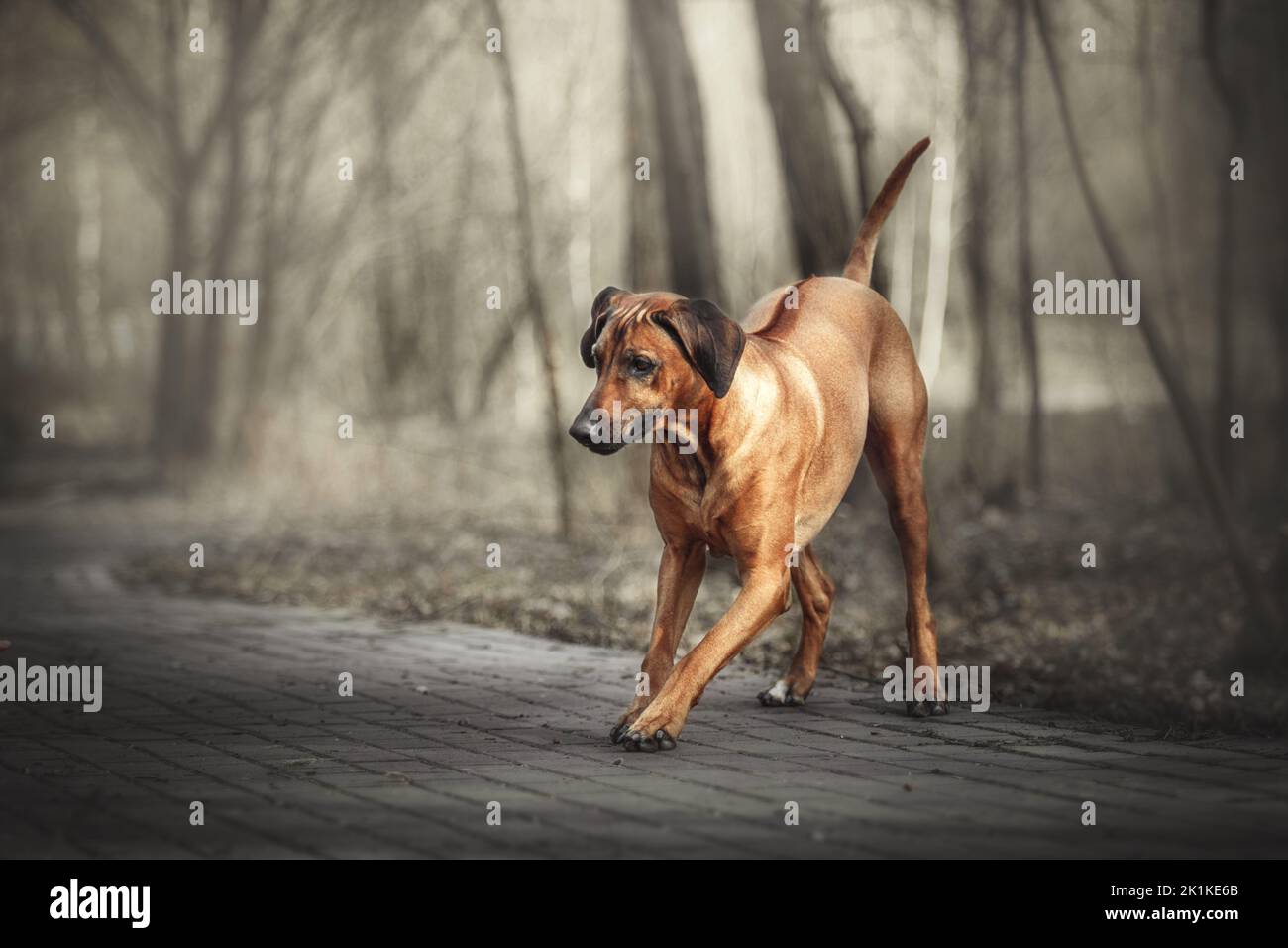Rhodesian Ridgeback dog breed outdoor portrait Stock Photo - Alamy