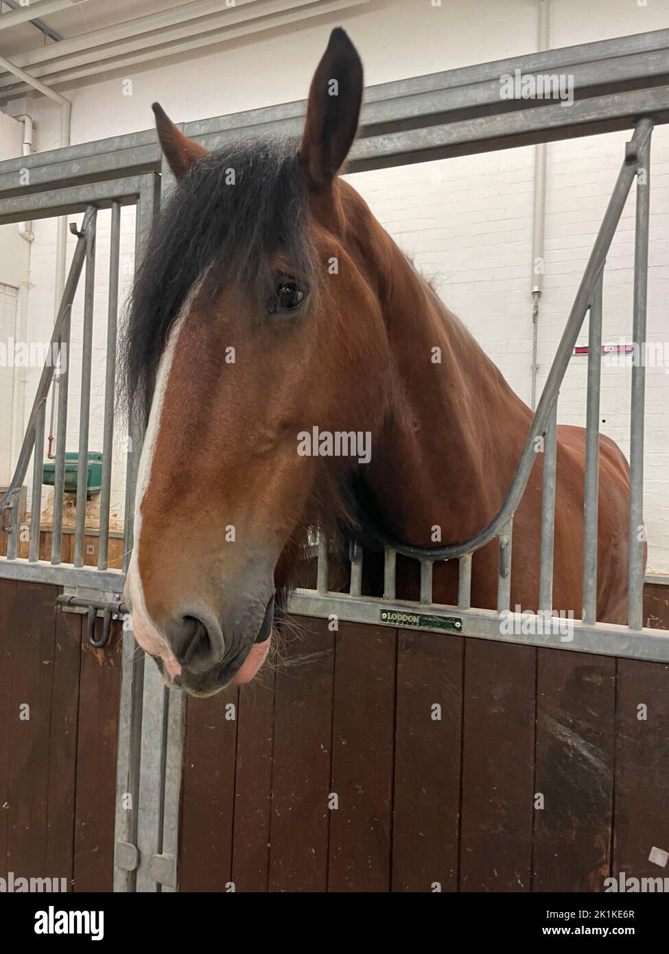 Apollo the Drum Horse at Hyde Park Barracks, London, which will be ridden by Lance Corporal ...