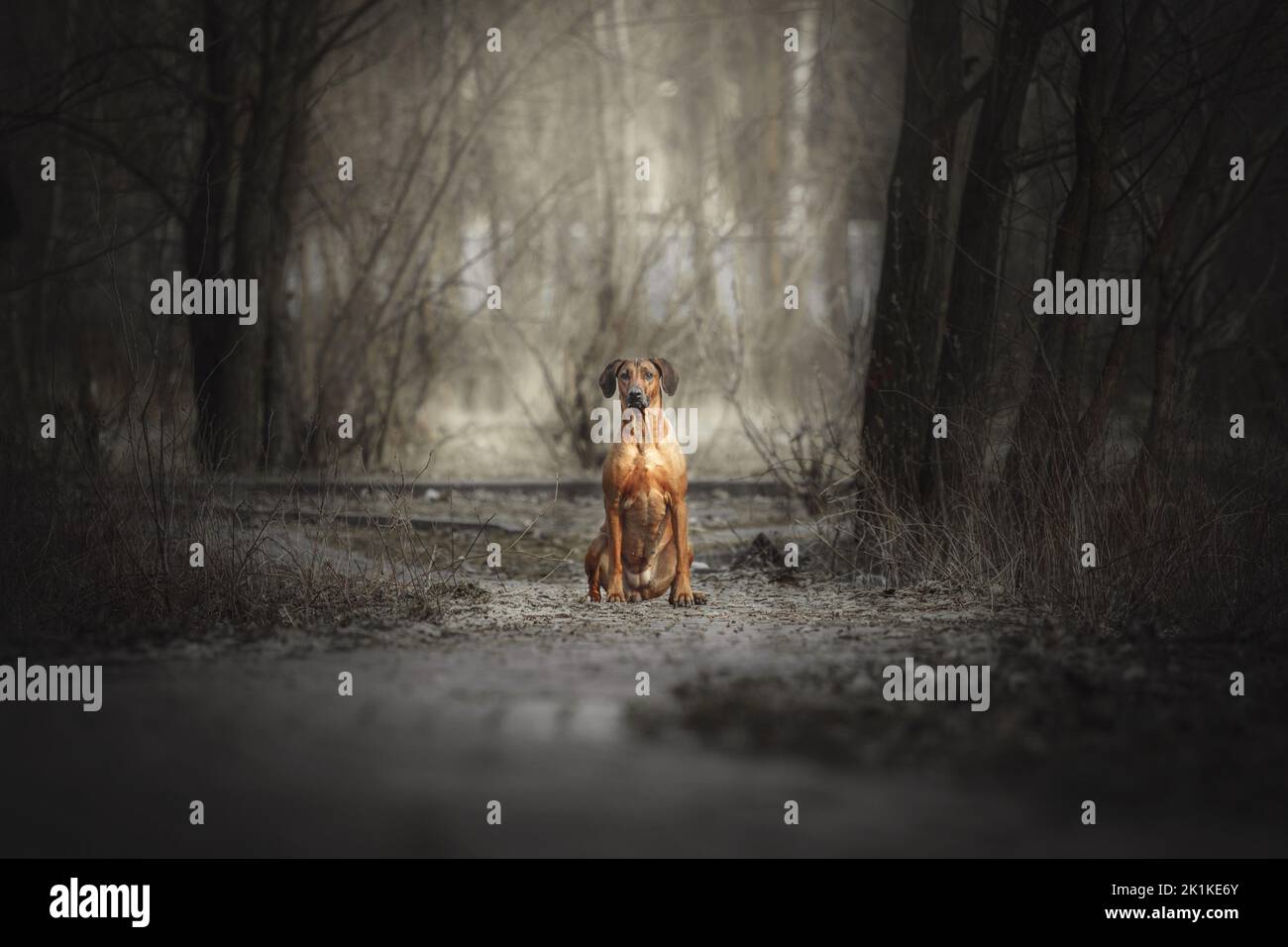 Rhodesian Ridgeback dog breed outdoor portrait Stock Photo - Alamy