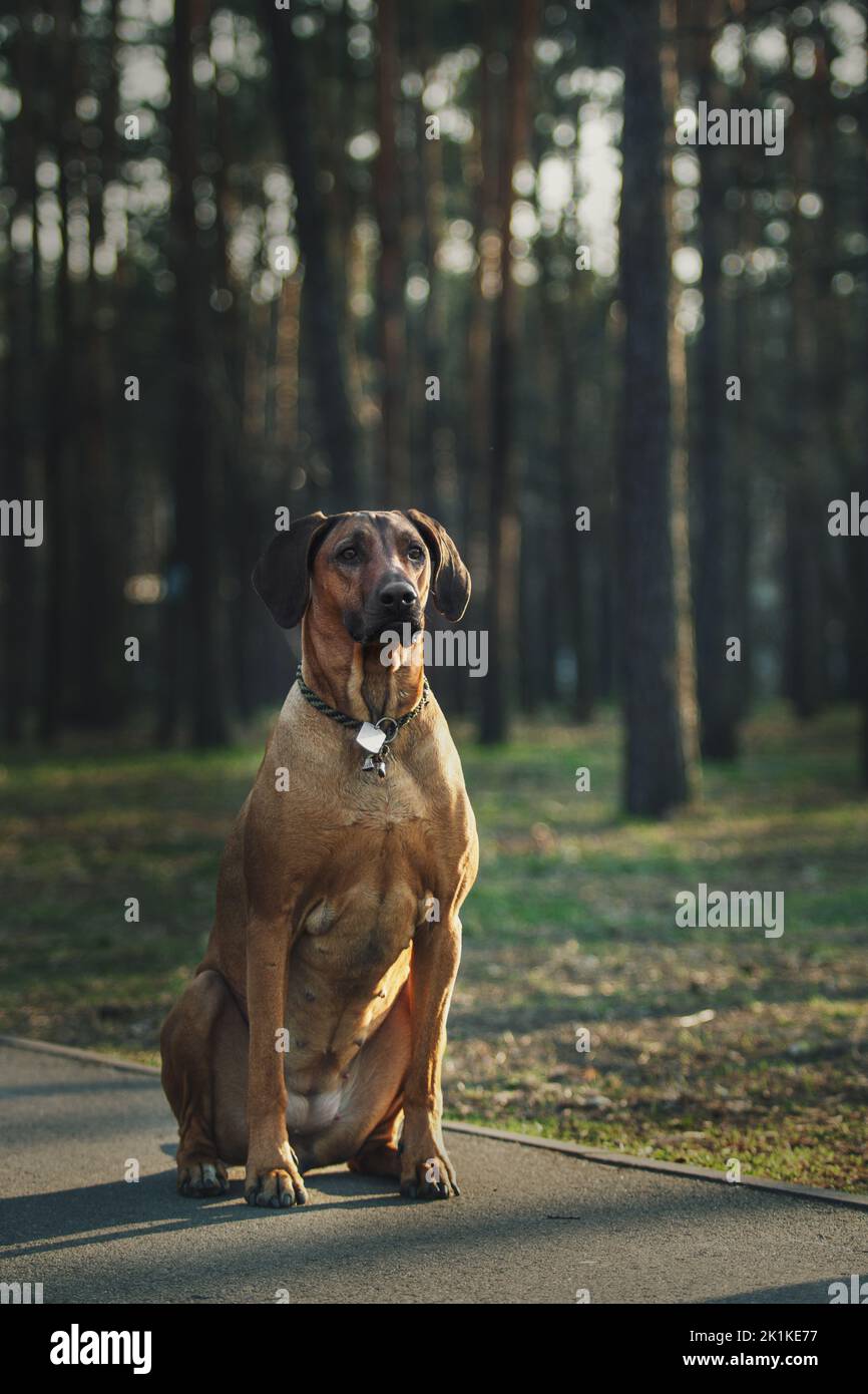 Rhodesian Ridgeback dog breed outdoor portrait Stock Photo - Alamy