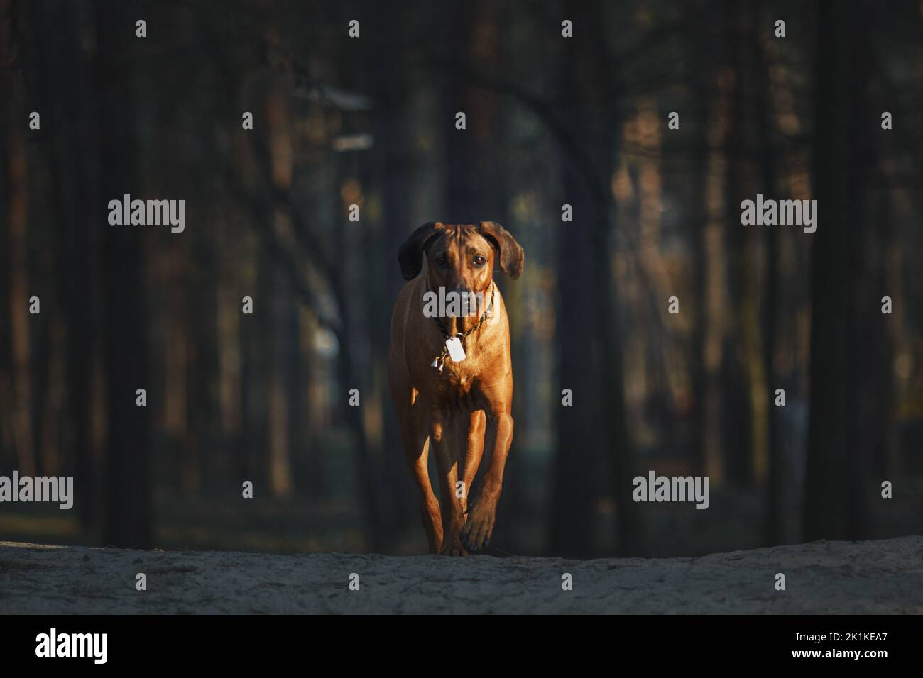 Rhodesian Ridgeback dog breed outdoor portrait Stock Photo - Alamy