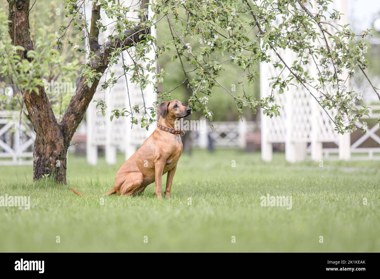 Rhodesian Ridgeback dog breed outdoor portrait Stock Photo - Alamy