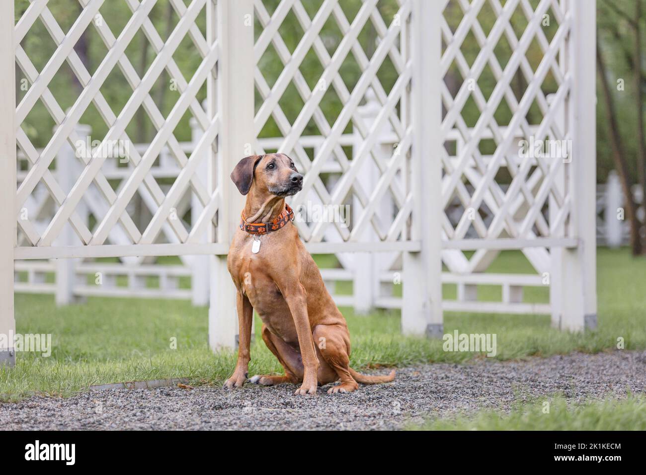 Rhodesian Ridgeback dog breed outdoor portrait Stock Photo - Alamy