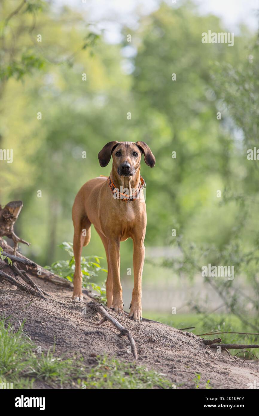 Rhodesian Ridgeback dog breed outdoor portrait Stock Photo - Alamy