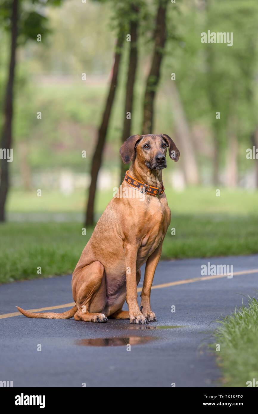 Rhodesian Ridgeback dog breed outdoor portrait Stock Photo - Alamy