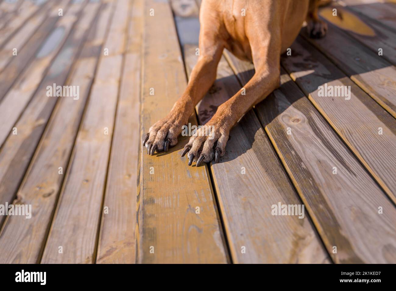 Rhodesian Ridgeback dog breed outdoor portrait Stock Photo - Alamy