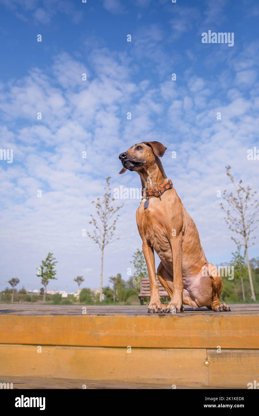 Rhodesian Ridgeback dog breed outdoor portrait Stock Photo - Alamy