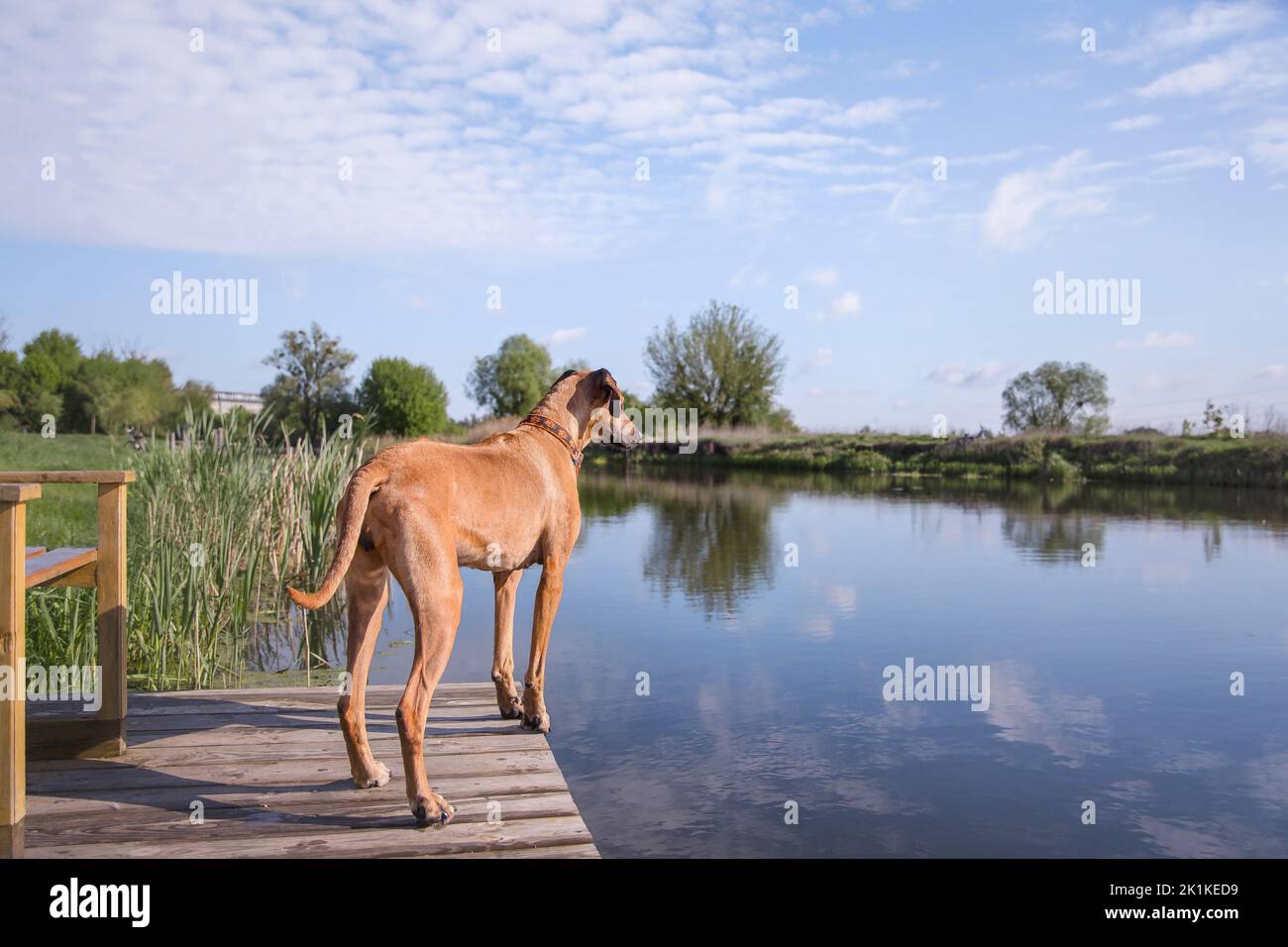 Rhodesian Ridgeback dog breed outdoor portrait Stock Photo - Alamy