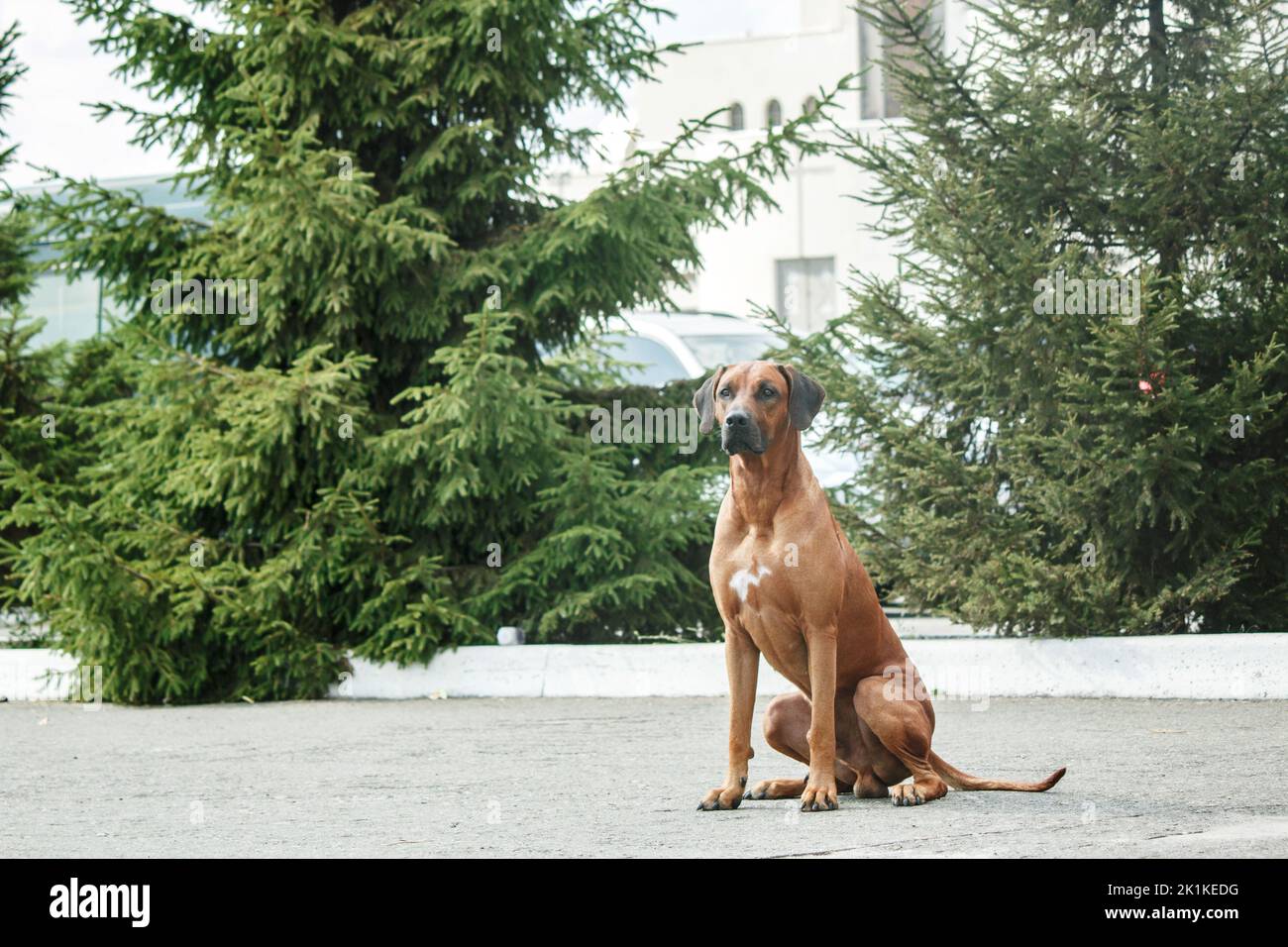 Rhodesian Ridgeback dog breed outdoor portrait Stock Photo - Alamy