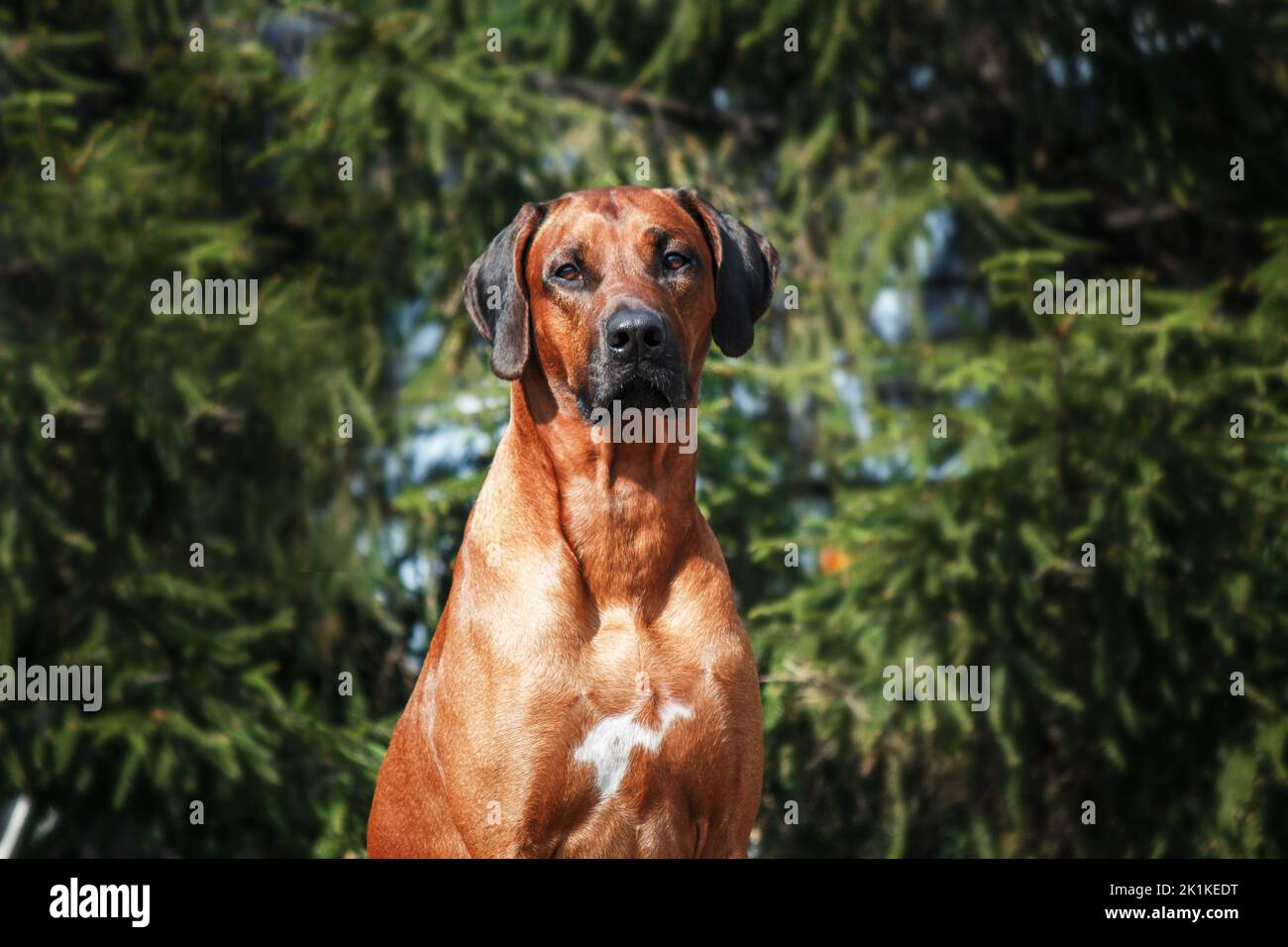 Rhodesian Ridgeback dog breed outdoor portrait Stock Photo - Alamy
