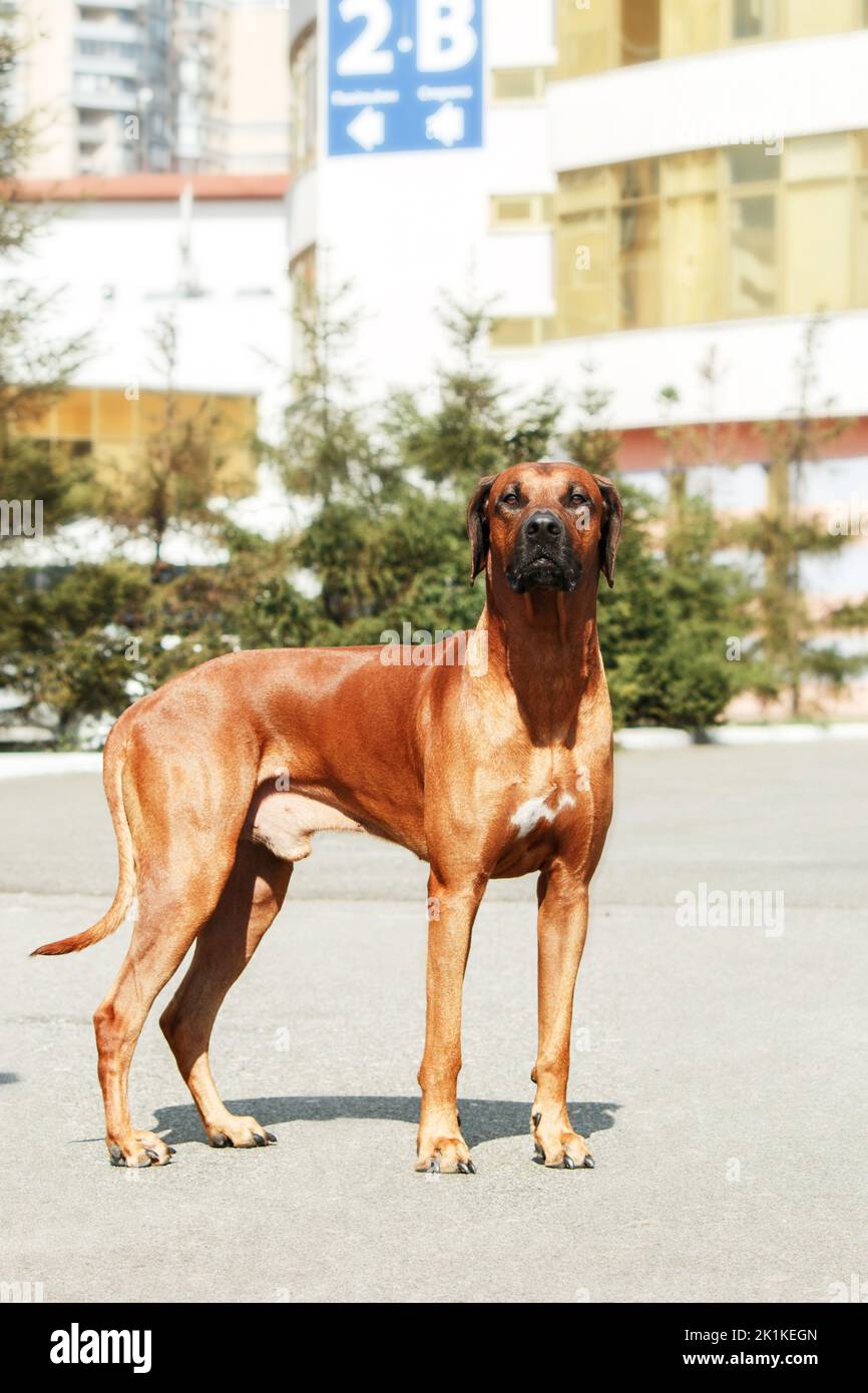 Rhodesian Ridgeback dog breed outdoor portrait Stock Photo - Alamy