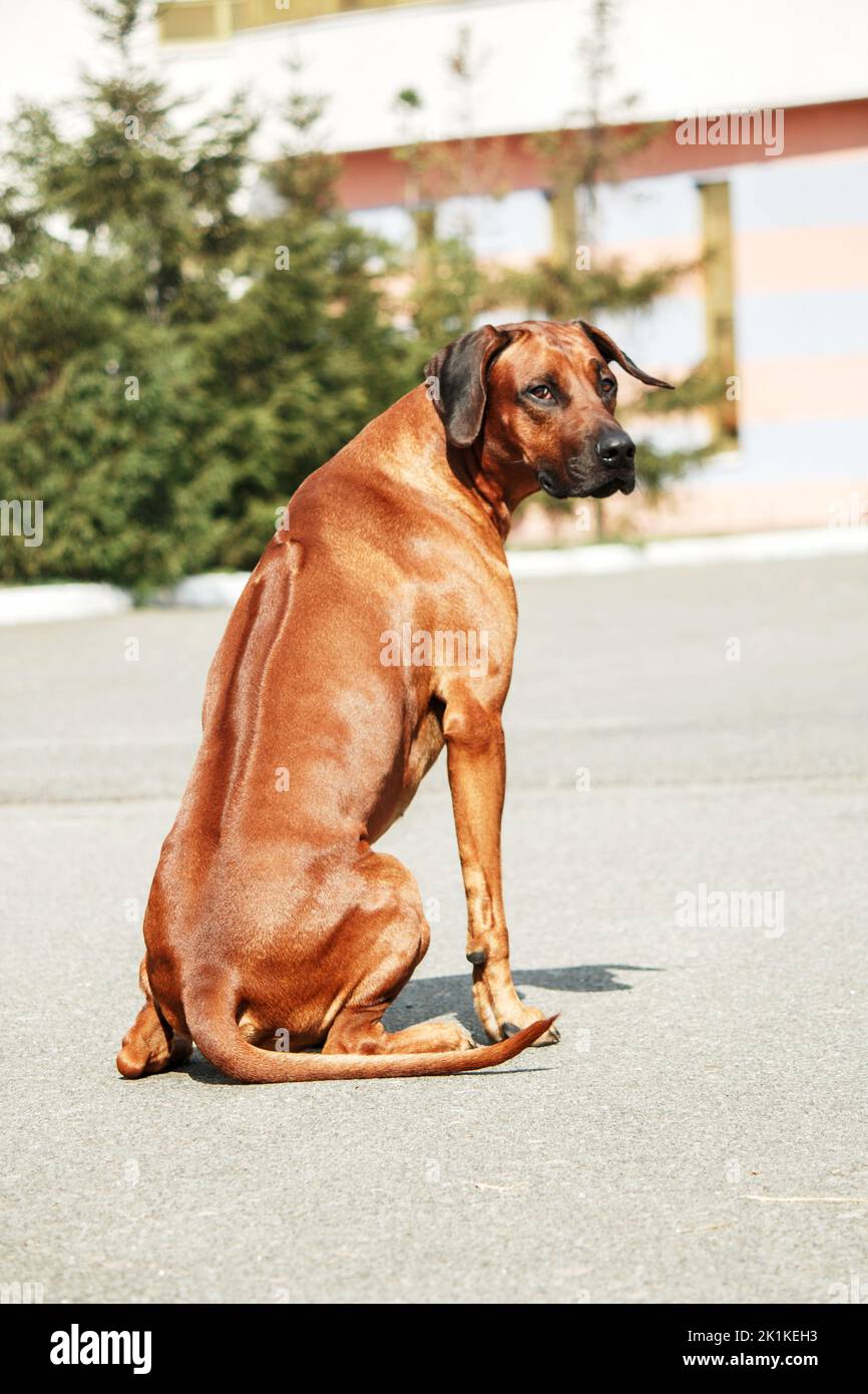 Rhodesian Ridgeback dog breed outdoor portrait Stock Photo - Alamy