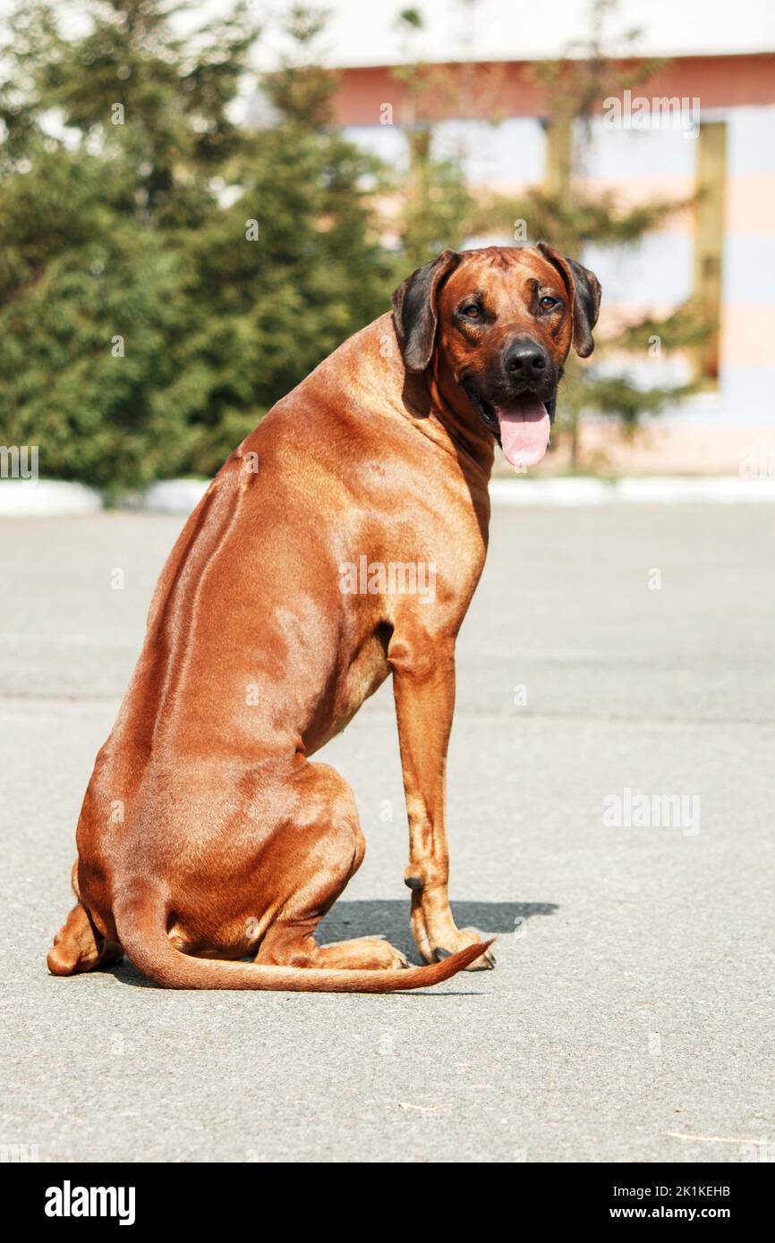 Rhodesian Ridgeback dog breed outdoor portrait Stock Photo - Alamy
