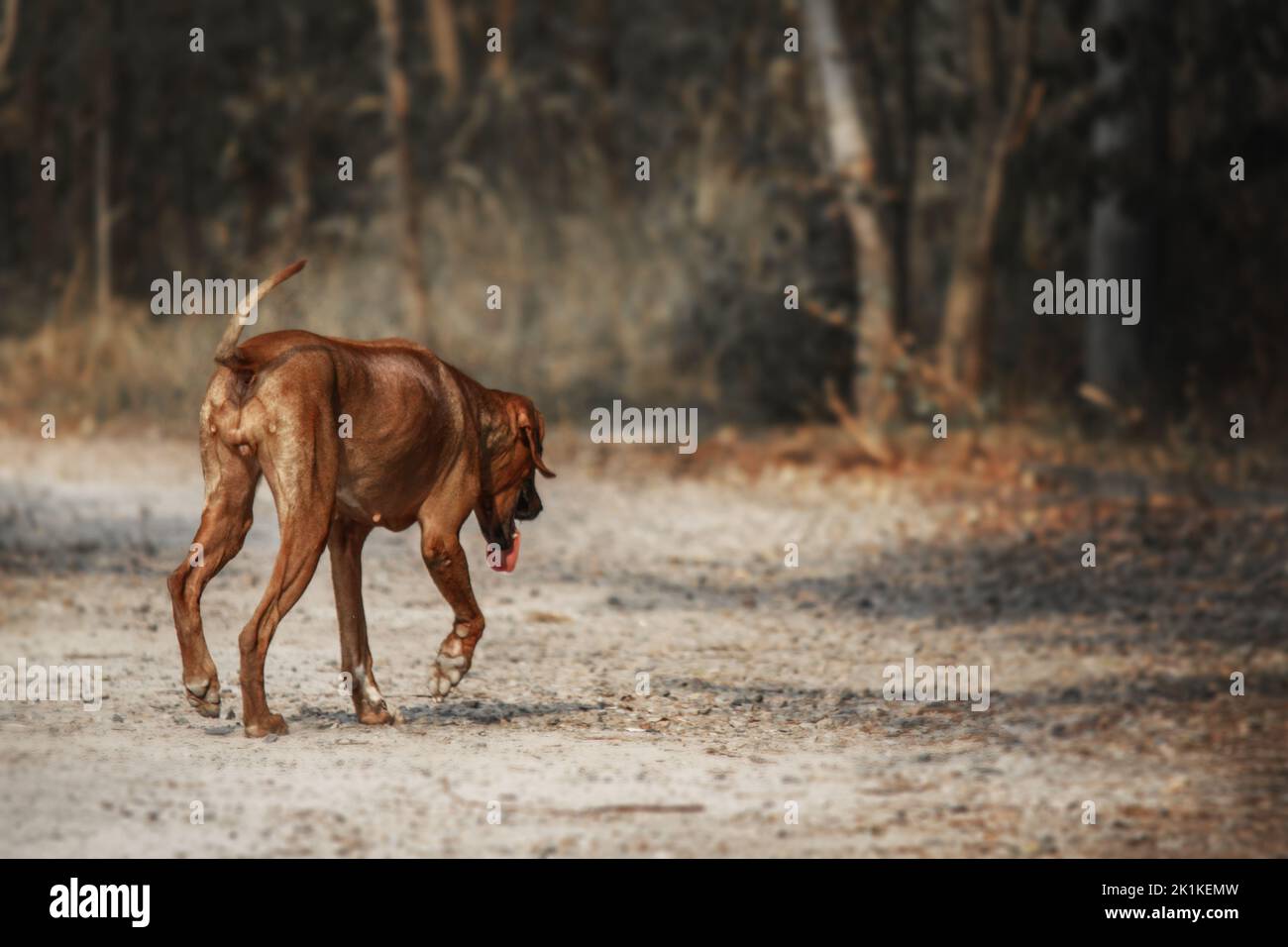 Rhodesian Ridgeback dog breed outdoor portrait Stock Photo - Alamy