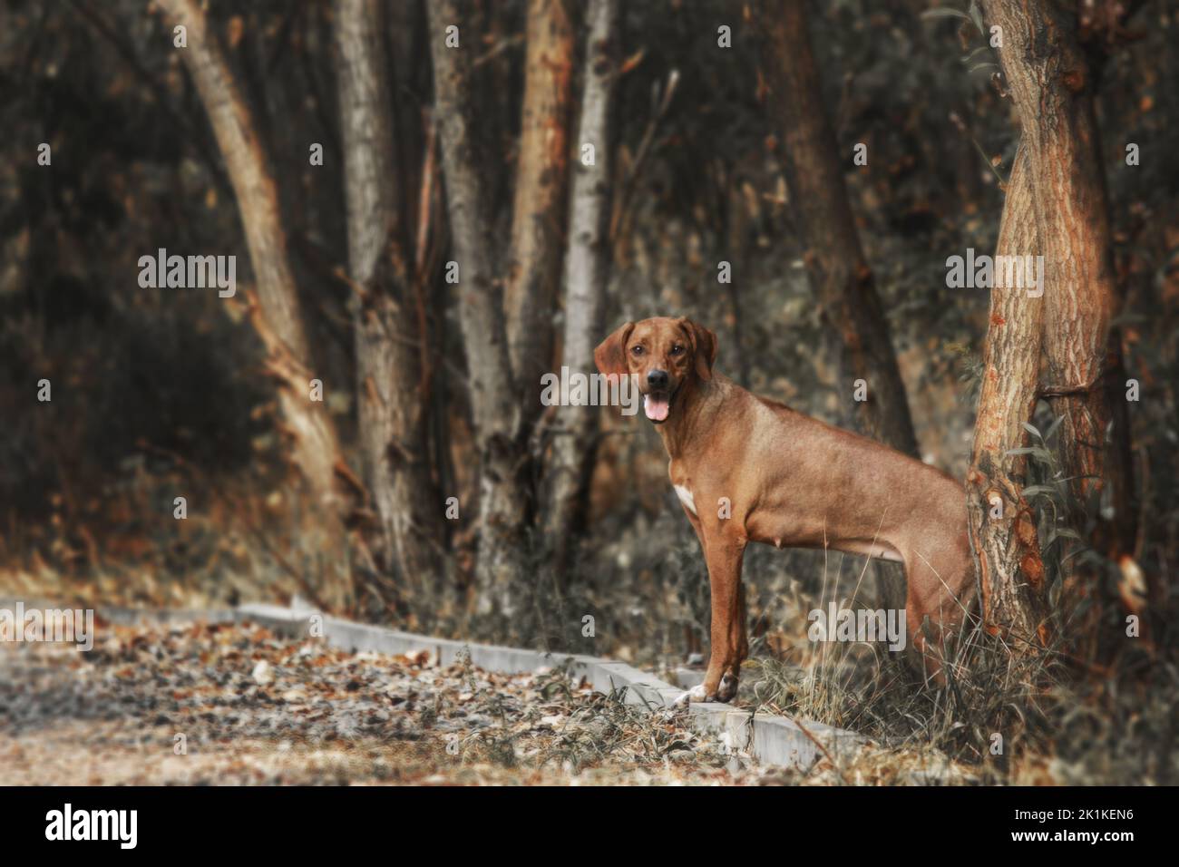 Rhodesian Ridgeback dog breed outdoor portrait Stock Photo - Alamy