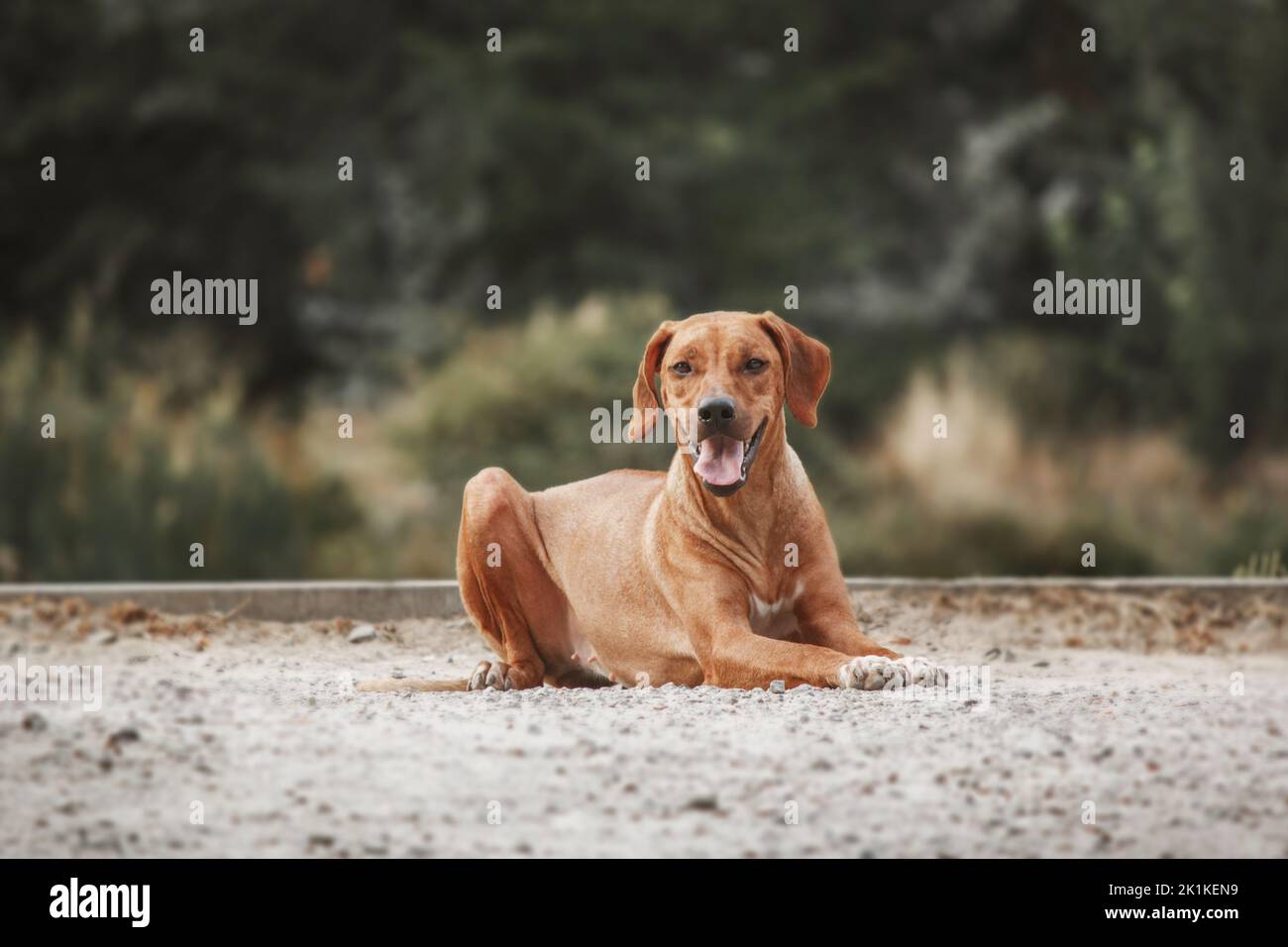 Rhodesian Ridgeback dog breed outdoor portrait Stock Photo - Alamy