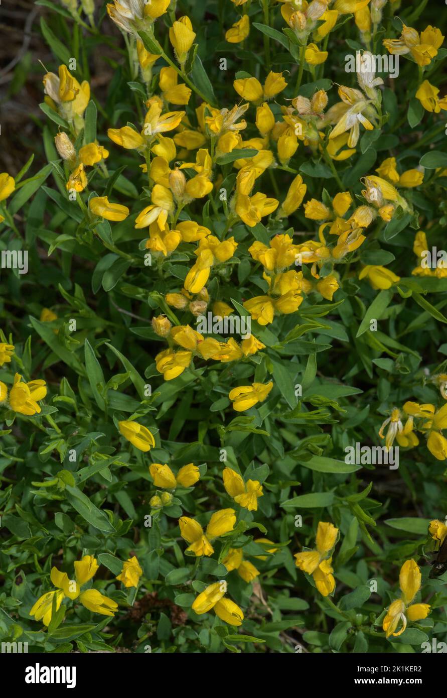 Silky-leaved broom, Genista sericea in flower on limestone, Slovenia ...