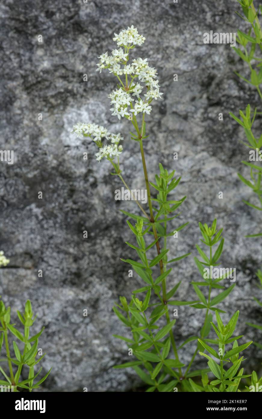 Plant galium boreale hi-res stock photography and images - Alamy