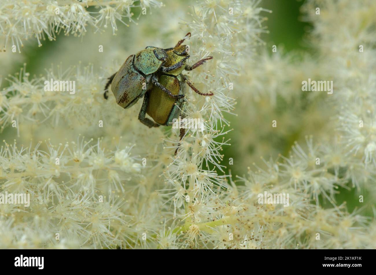 Monkey Beetle, Hoplia argentea (a species of scarabaeid beetle ...