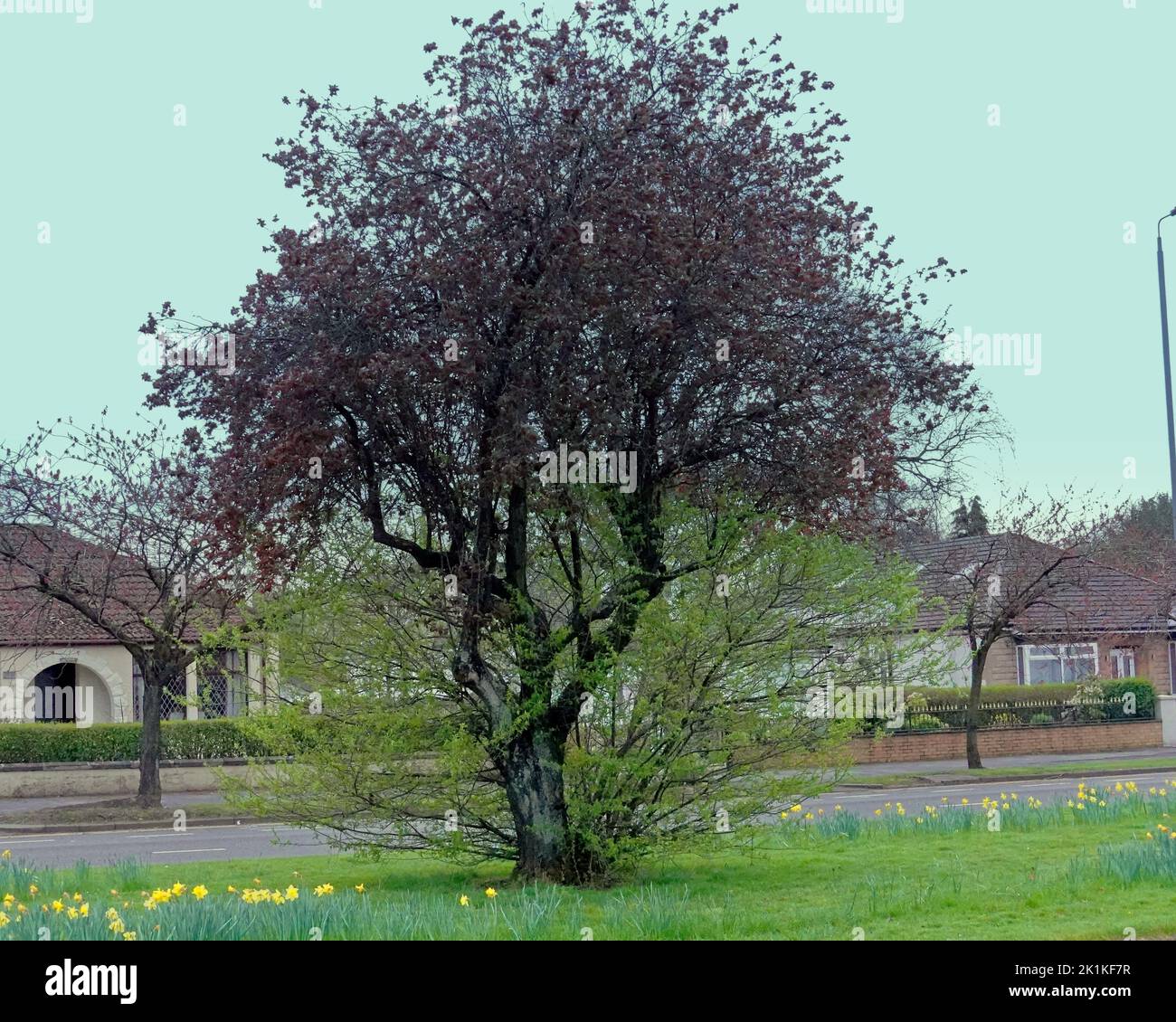 Grass verge with trees on the great western road the A82 Stock Photo ...