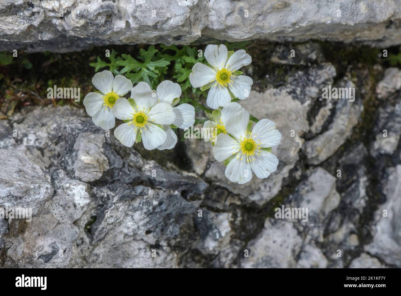 Form of Alpine Buttercup, Ranunculus alpestris subsp. traunfellneri in ...