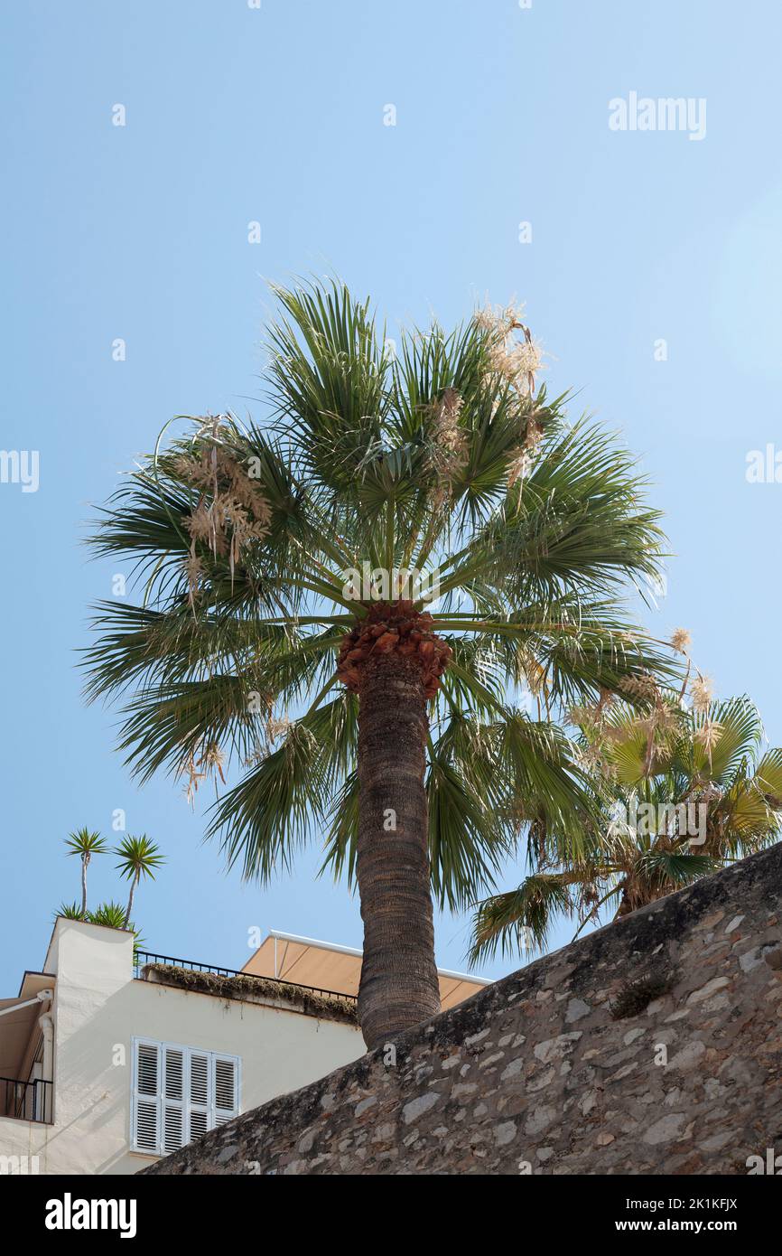 Villa behind tree hi-res stock photography and images - Alamy