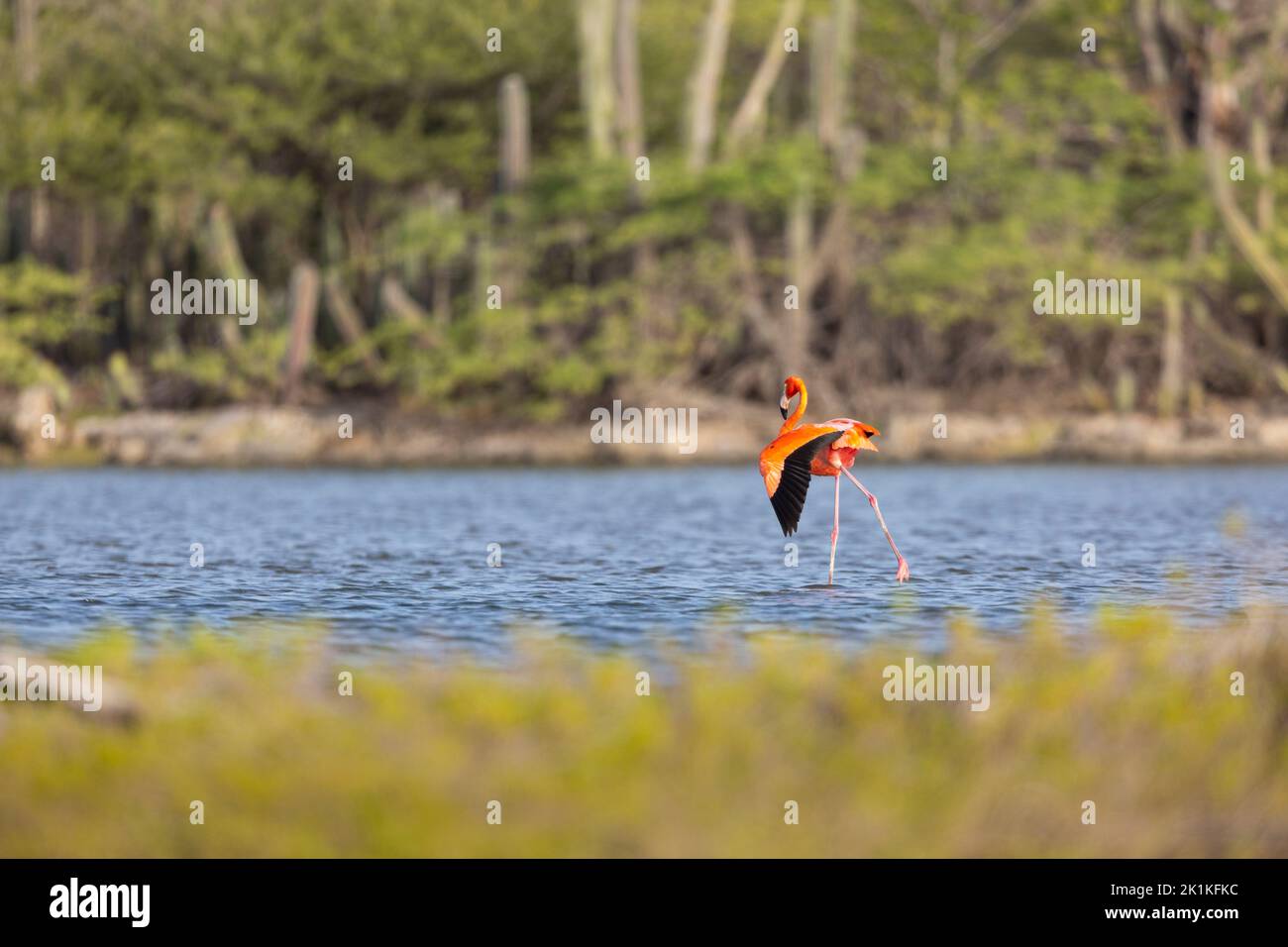American flamingo Phoenicopterus ruber, adult foraging in shallow ...