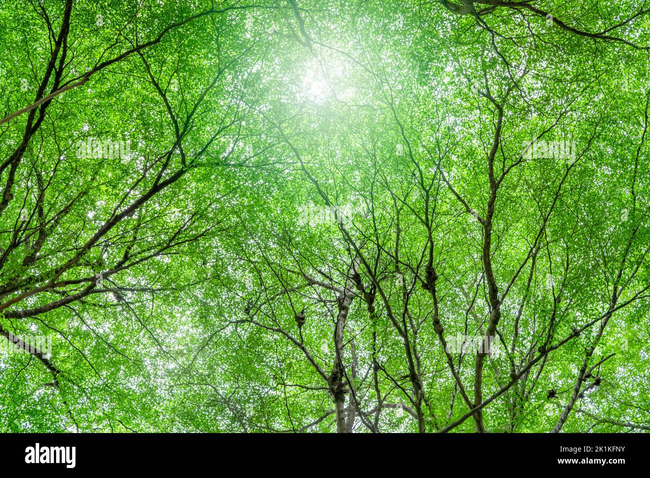Bottom view of tree with green leaves and branches in tropical forest ...