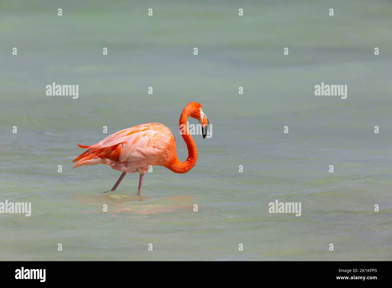 American flamingo Phoenicopterus ruber, adult foraging in shallow ...