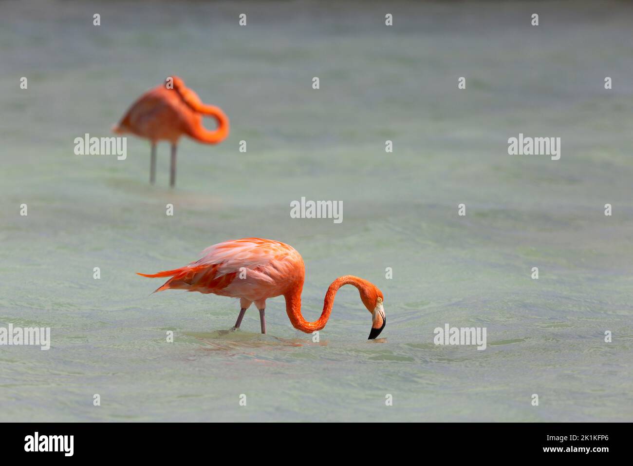 American flamingo Phoenicopterus ruber, adult foraging in shallow ...