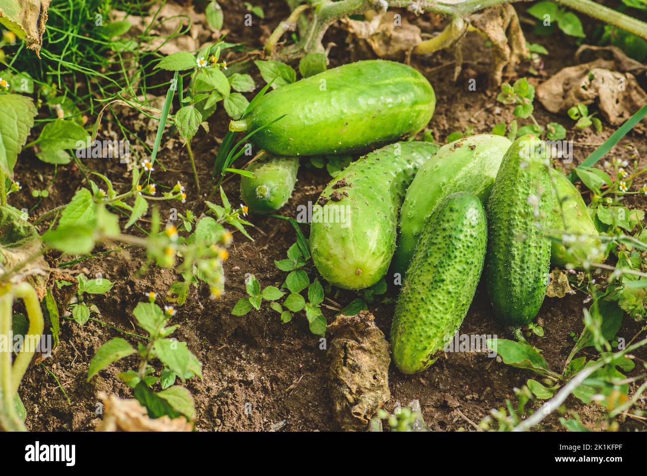 Fresh ripe cucumbers just picked on the soil among green grass. Concept ...