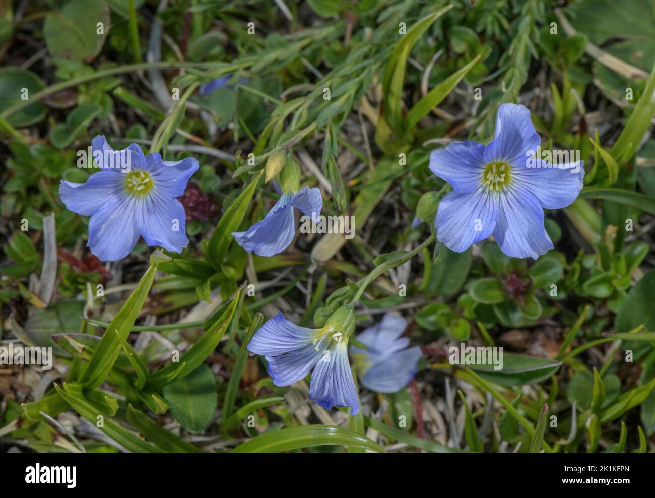 Alpine Flax, Linum alpinum, in flower in alpine grassland, Karawanken ...