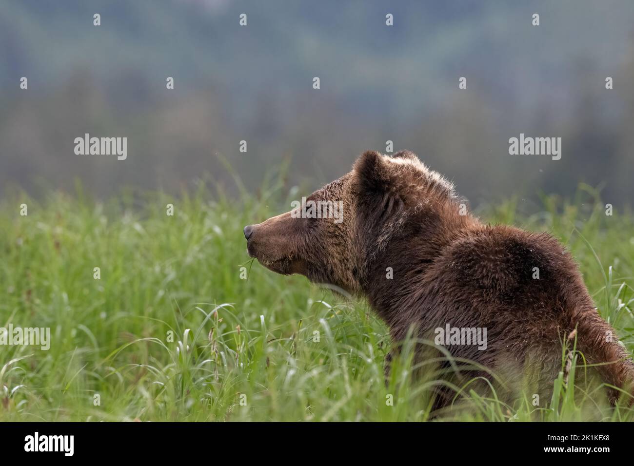 A contemplative female grizzly bear sits in the tall sedge grass of ...