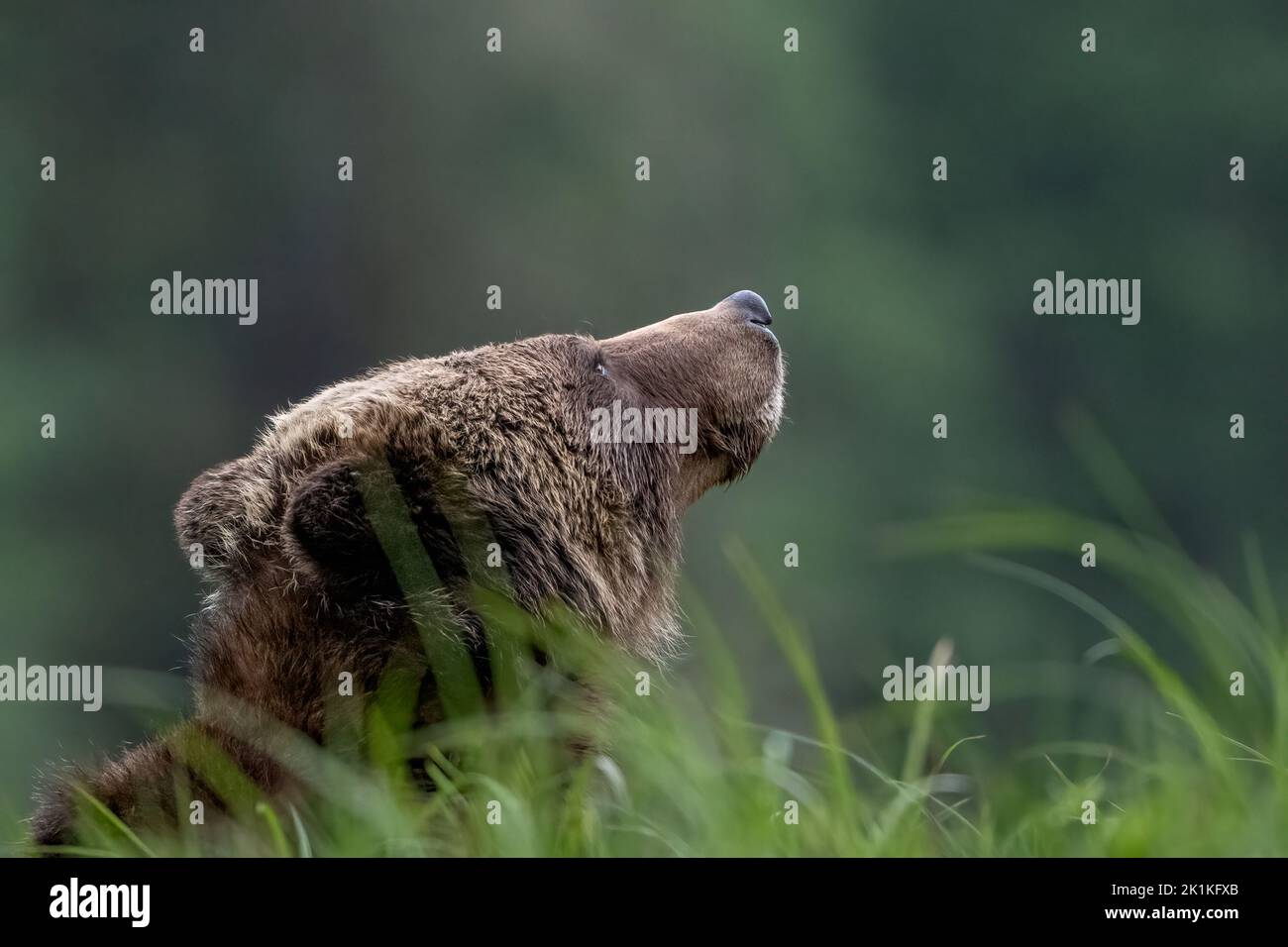 A female grizzly bear (Ursus arctos horribilis) sniffs the air in ...