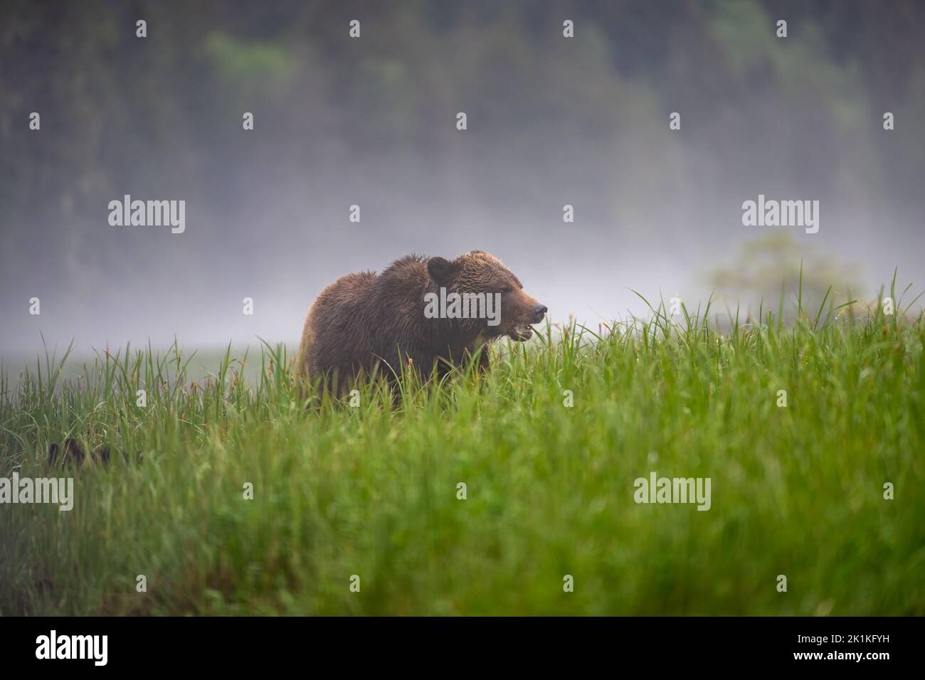 A female grizzly bear roams the thick sedge grasses of a misty Smith ...