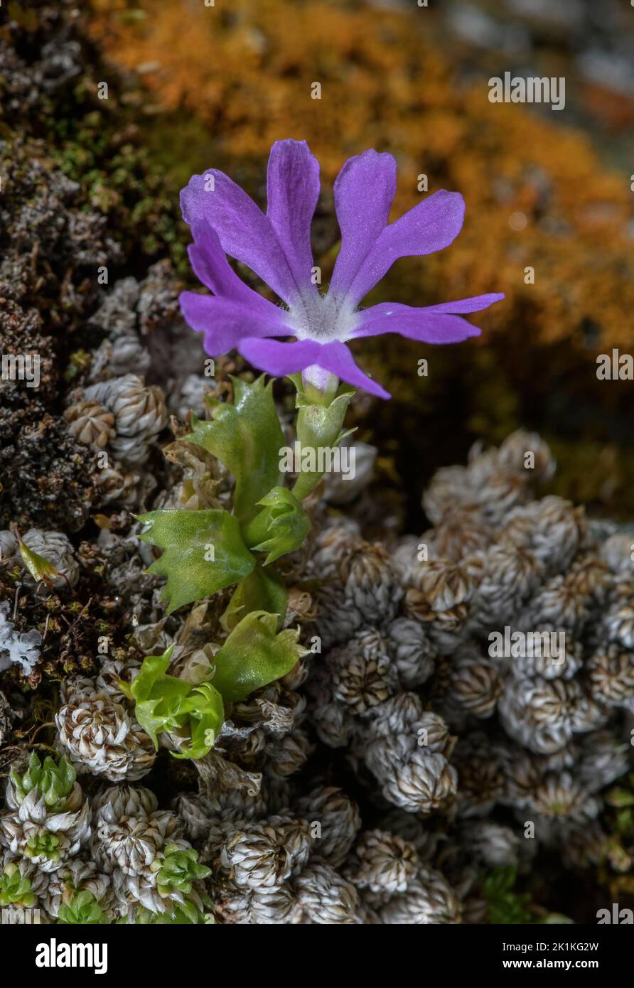 Least Primrose, Primula minima, on Grossglockner in the central ...