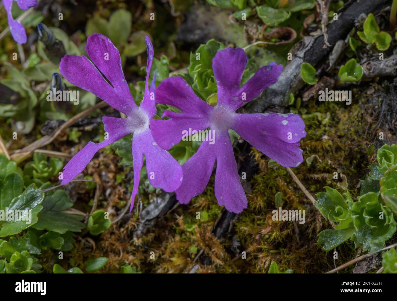Least Primrose, Primula minima, on Grossglockner in the central ...