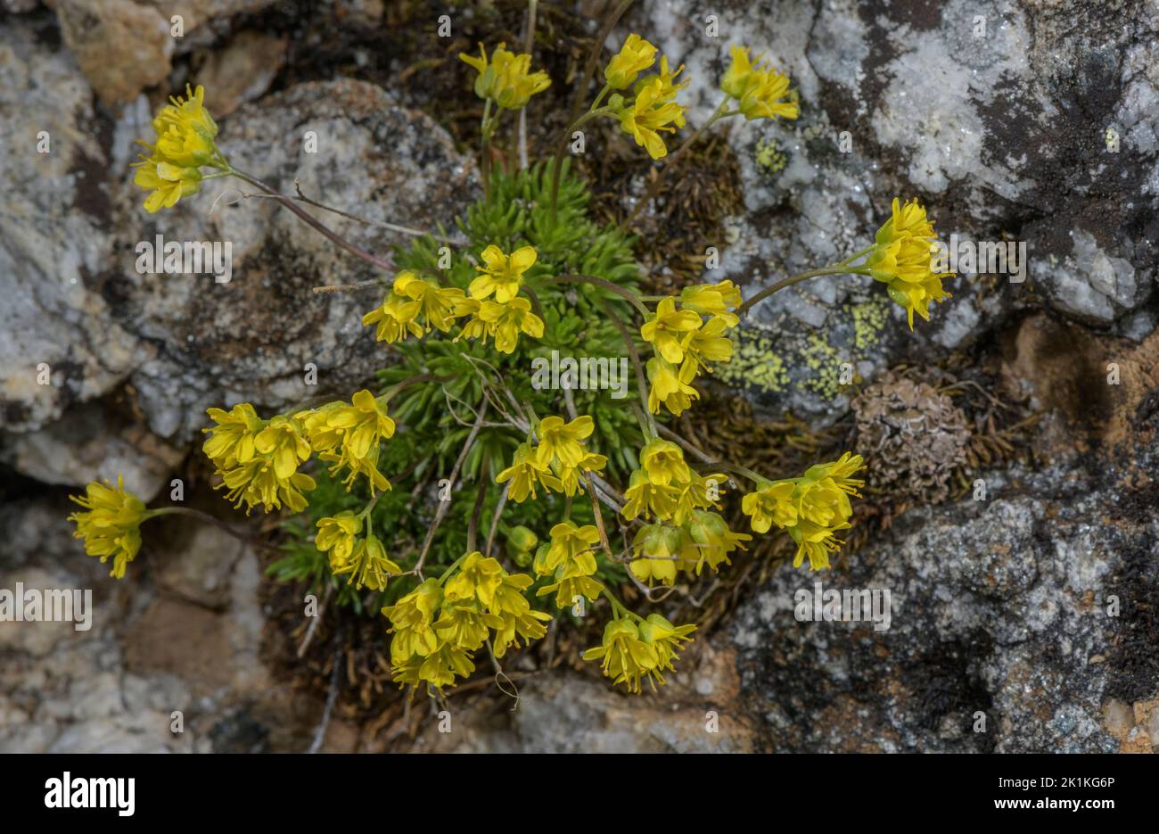 Yellow whitlow-grass, Draba aizoides in flower Stock Photo - Alamy